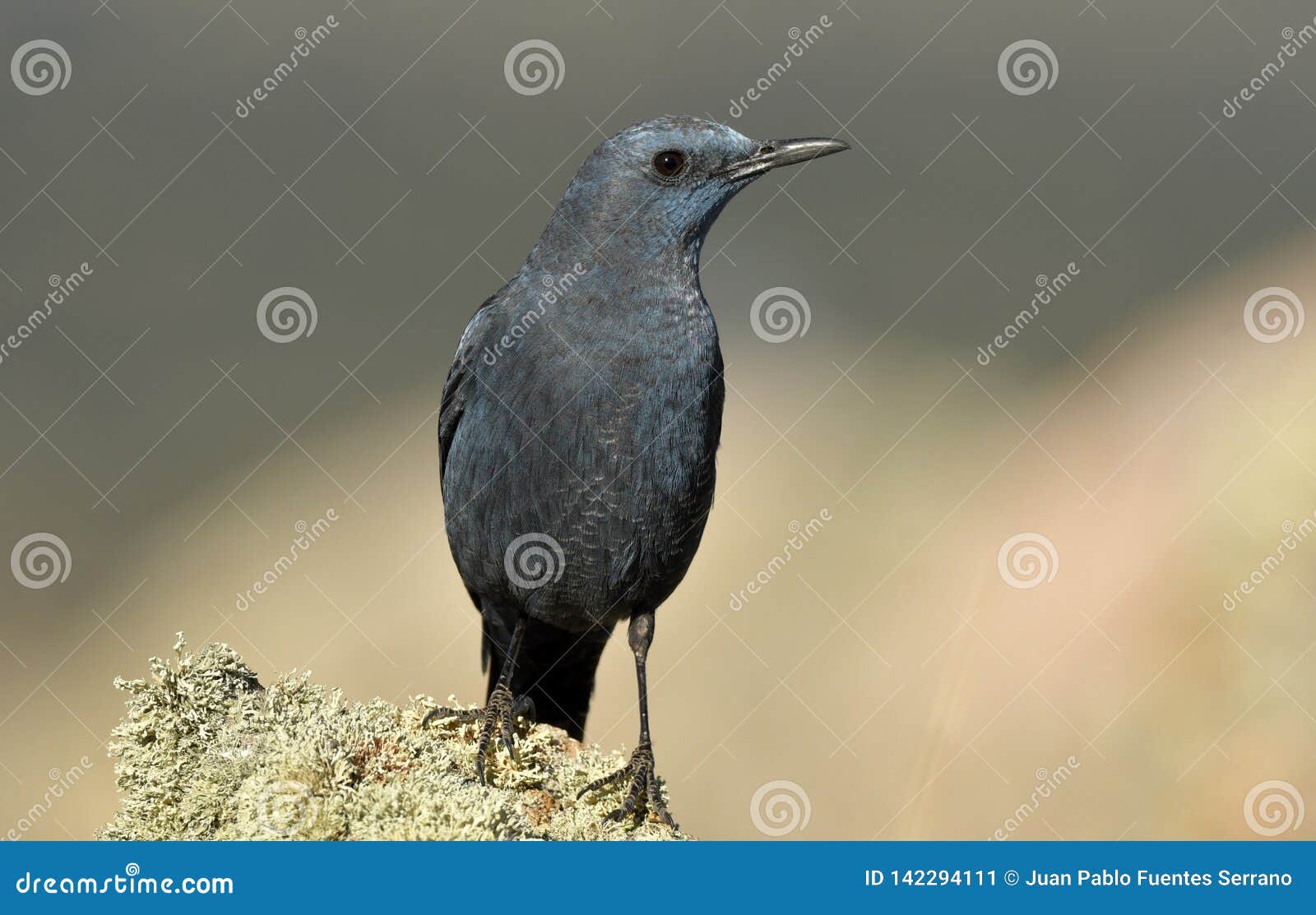 Lonely Rocker Observes from the Rock Stock Image - Image of roquero ...