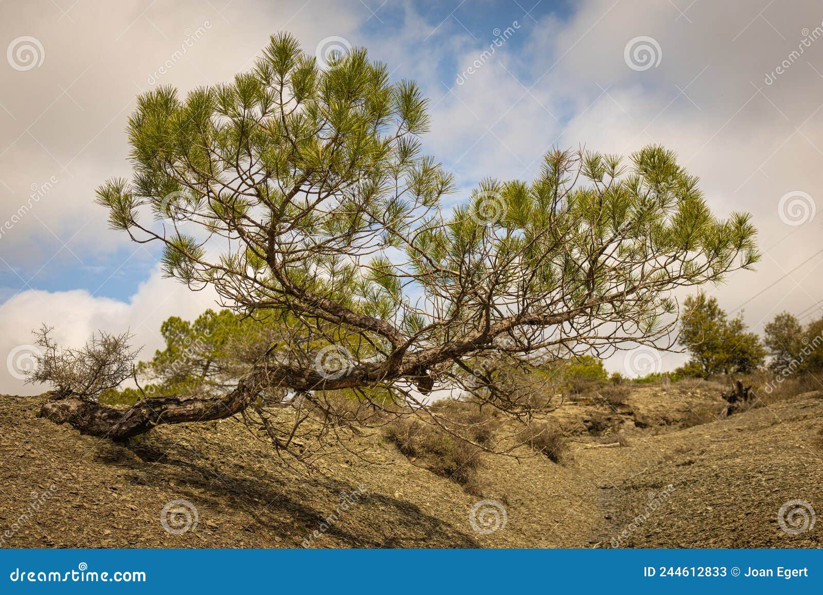 Rugged Pine Inspiration Cross Stock Image | CartoonDealer.com #103684309