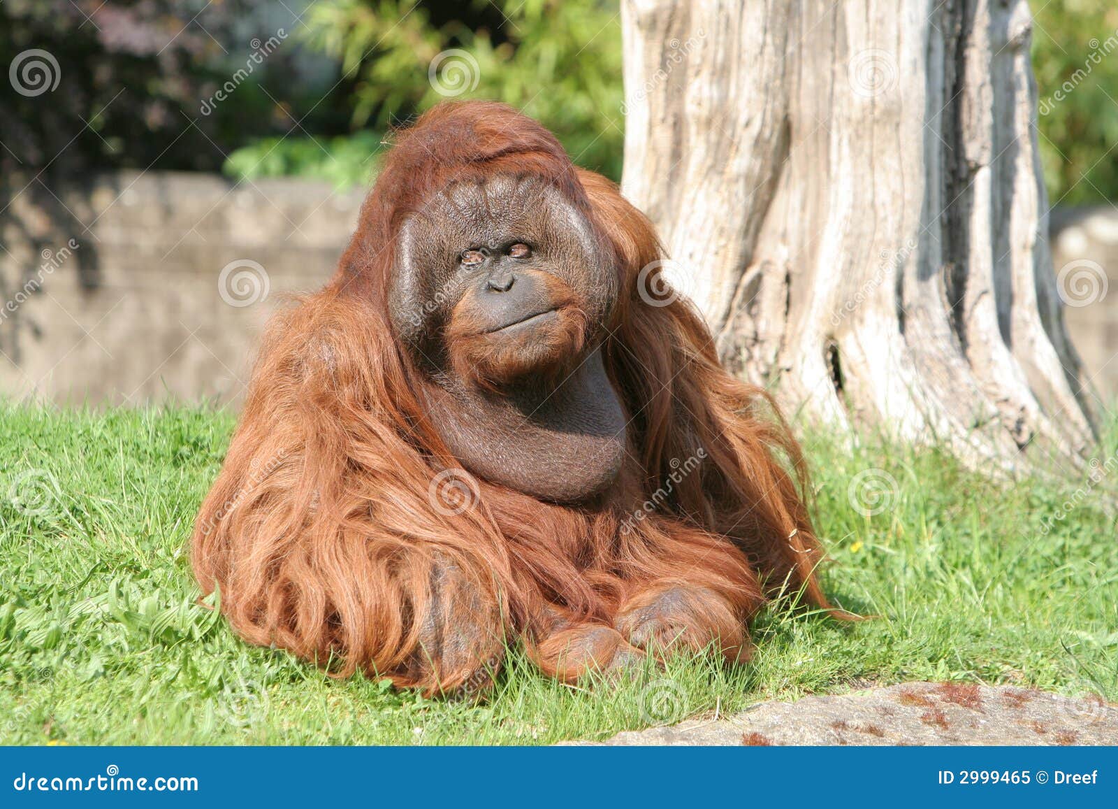 Lonely sad ape stock image. Image of cage, hairy, play - 2999465