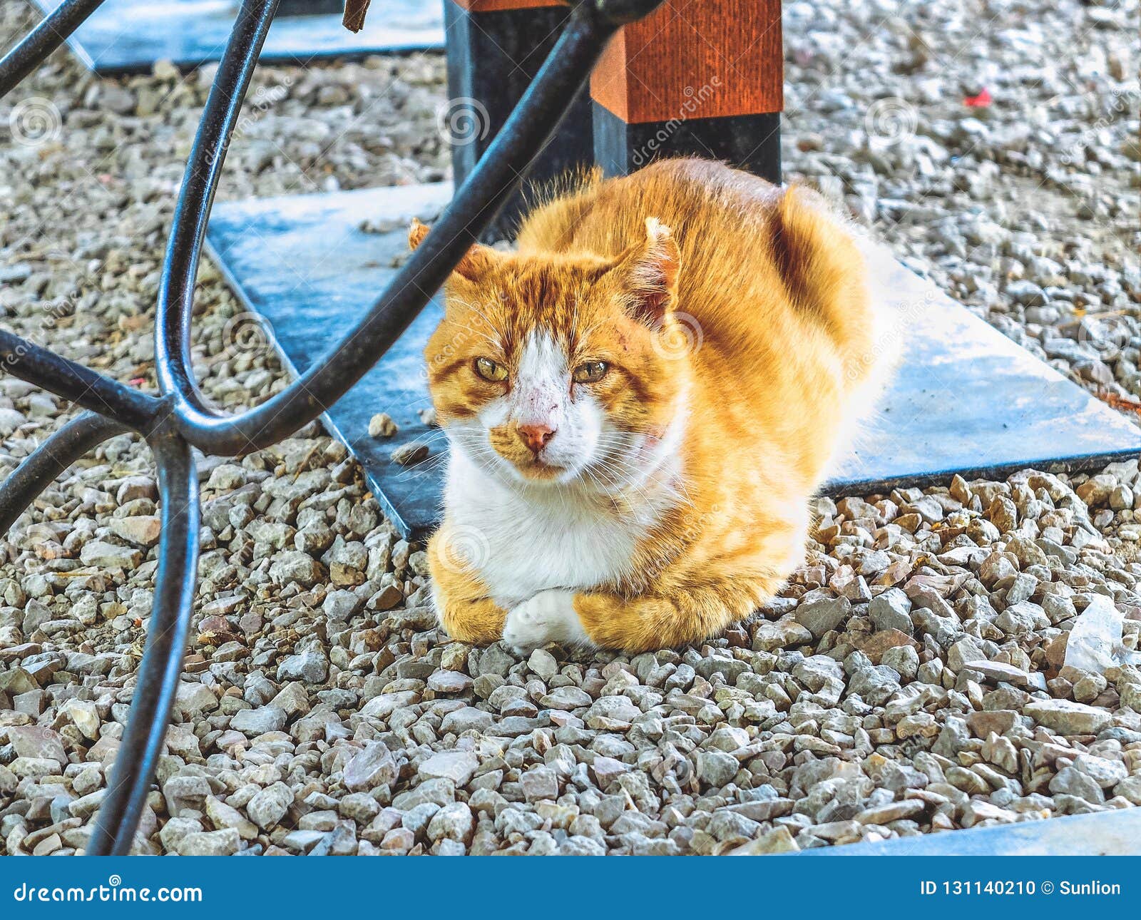 Lonely and Sad Dirty Stray Red Cat Stock Photo - Image of angry, hungry ...