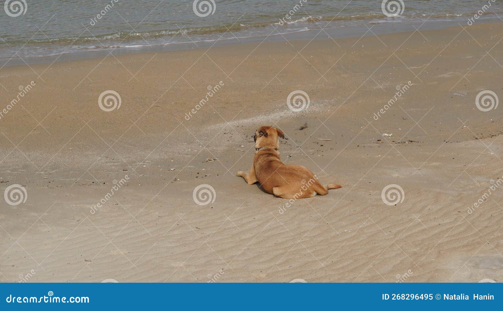 Lonely and Sad Dog Waiting for His Master on the Seafront Stock Image ...