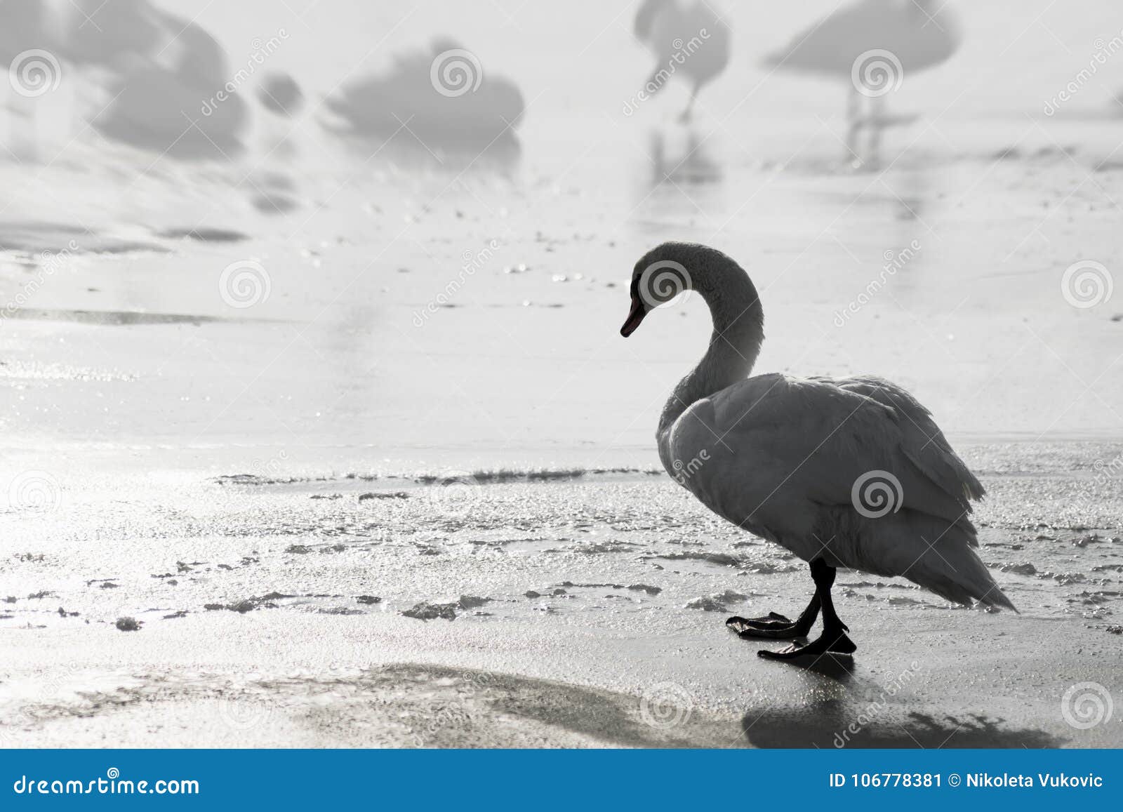 Lonely sad swan walking stock image. Image of lonely - 106778381