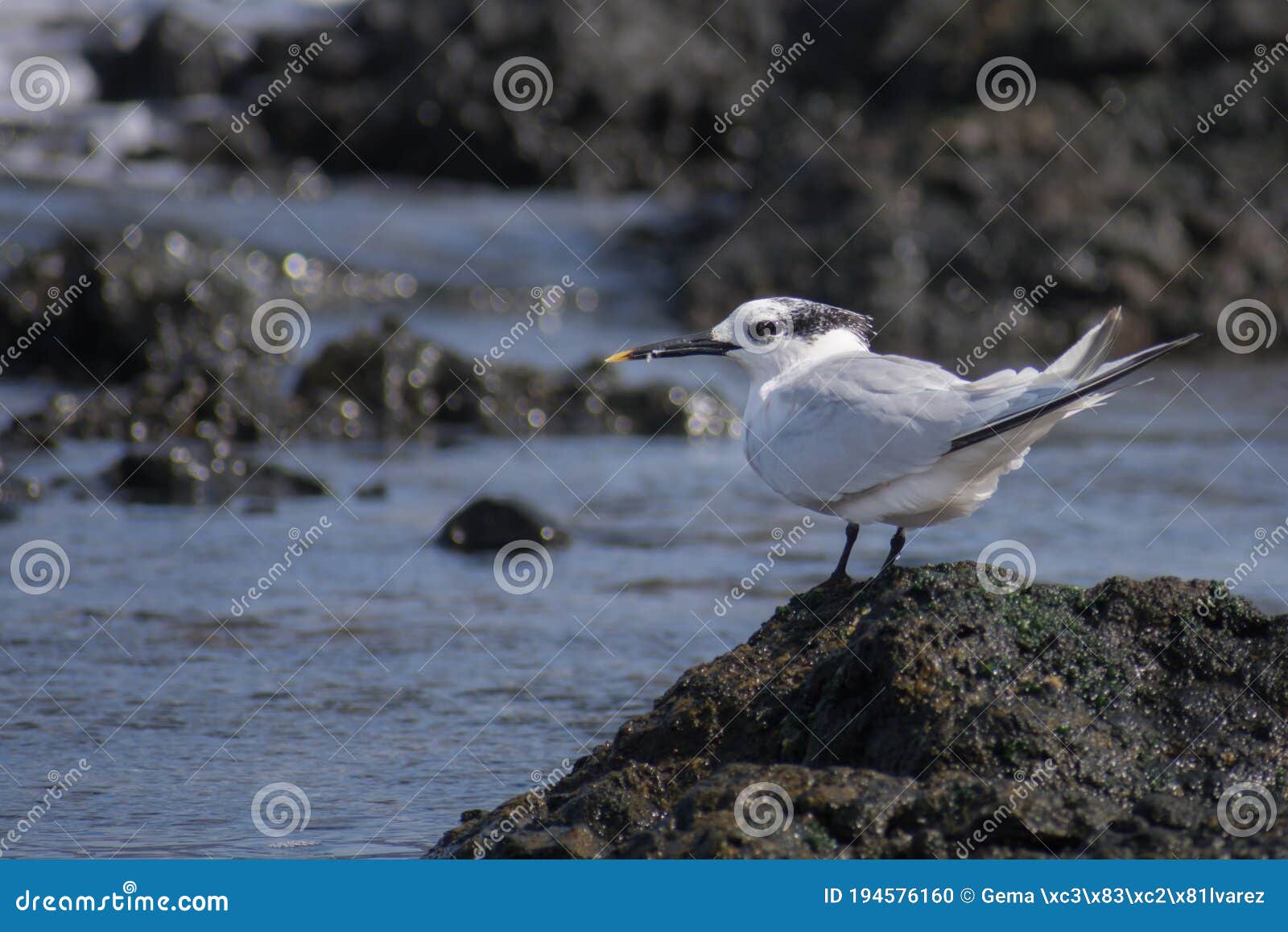 Close Up Of A Lonely Sandwich Tern Thalasseus Sandvicensis Resting On A