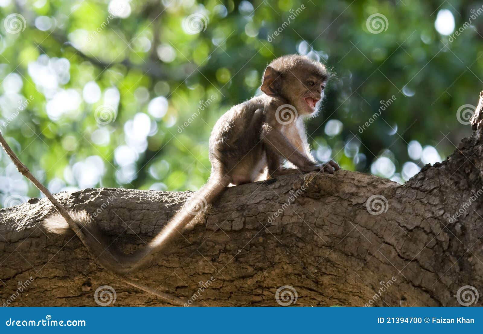 Lonely and Scared Infant Monkey Screaming for Help Stock Photo - Image ...