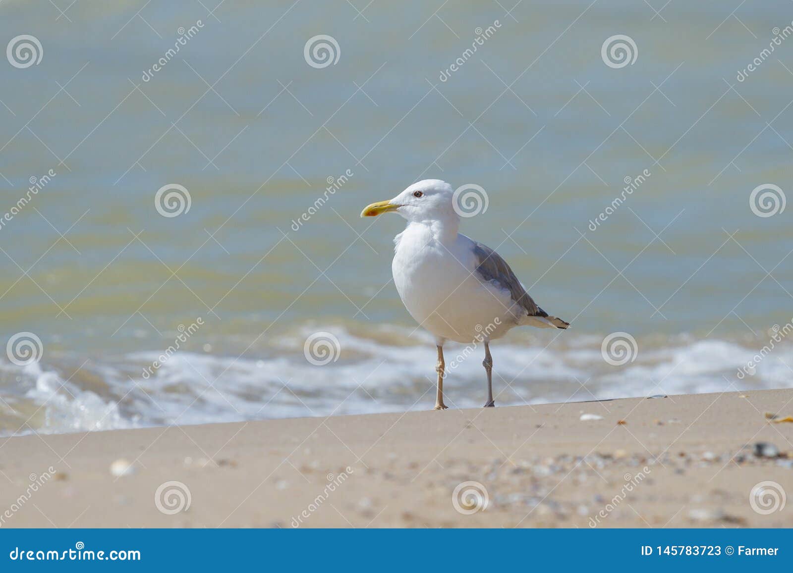 Lonely Sea Gull on the Beach Stock Image - Image of travel, freedom ...