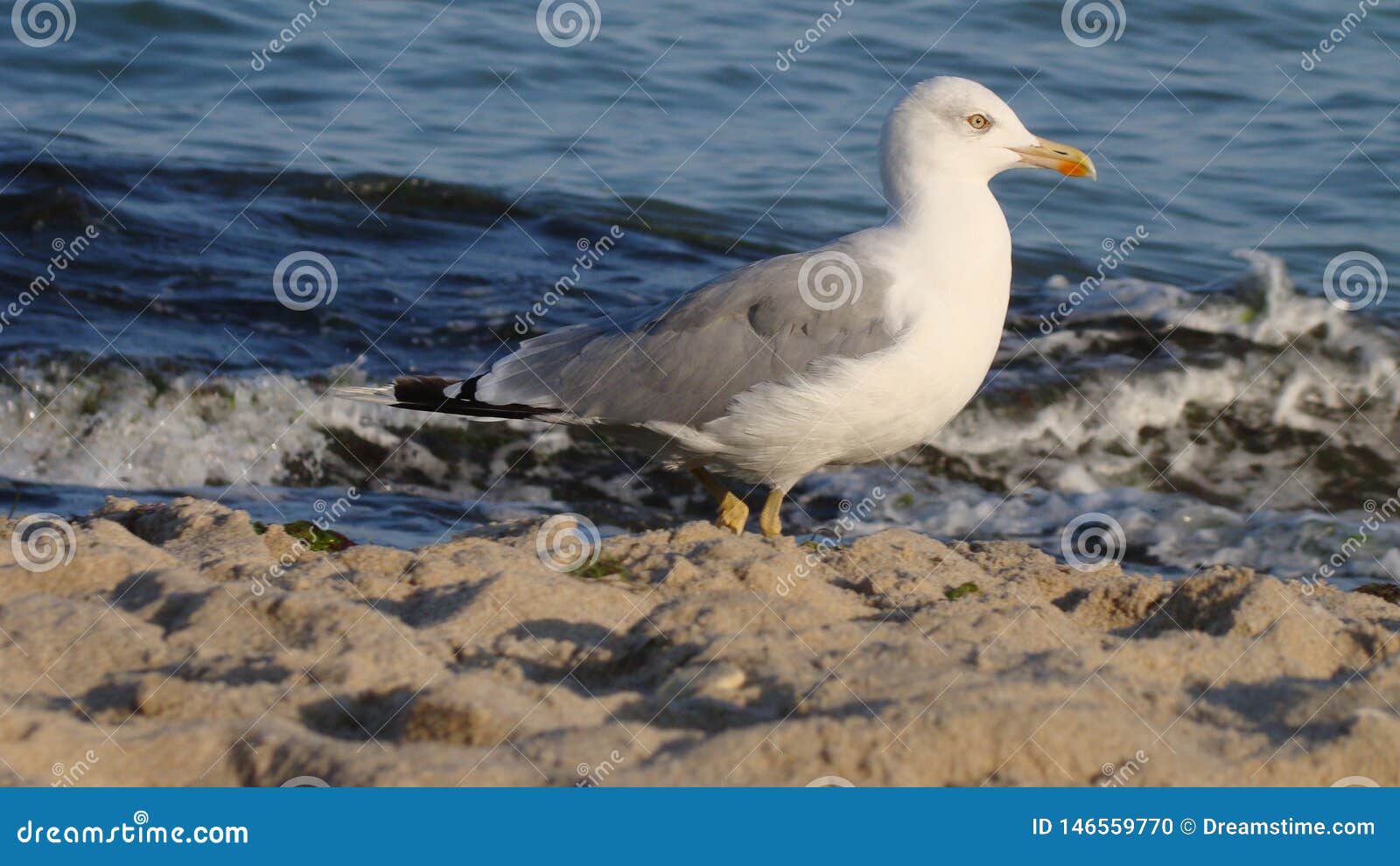 Lonely Seagull on the Beach. Stock Photo - Image of alone, beach: 146559770