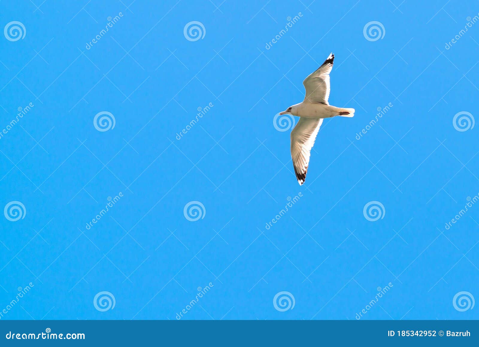 Lonely Seagull Flying in Blue Sky Stock Photo - Image of daytime ...