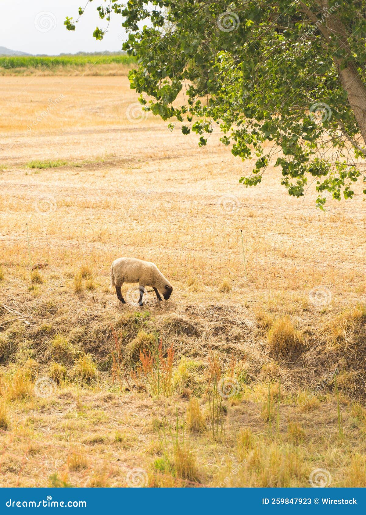 A Lonely Sheep Grazing Under a Tree Stock Image - Image of germany ...