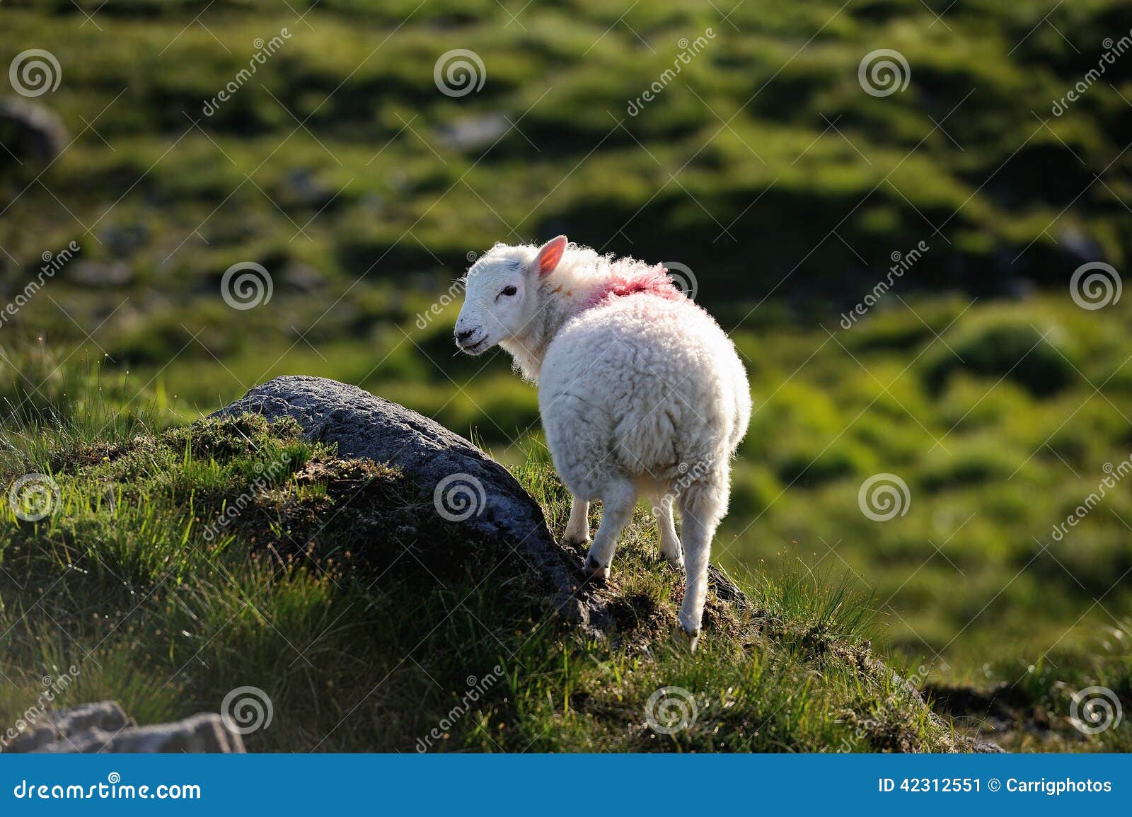 A Sheep Wandering Around Alone In The Mountains Of Healy Pass, A 12 Km ...