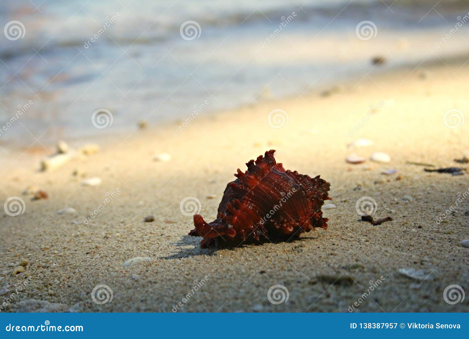A shell on the beach stock image. Image of edge, horizontal - 138387957