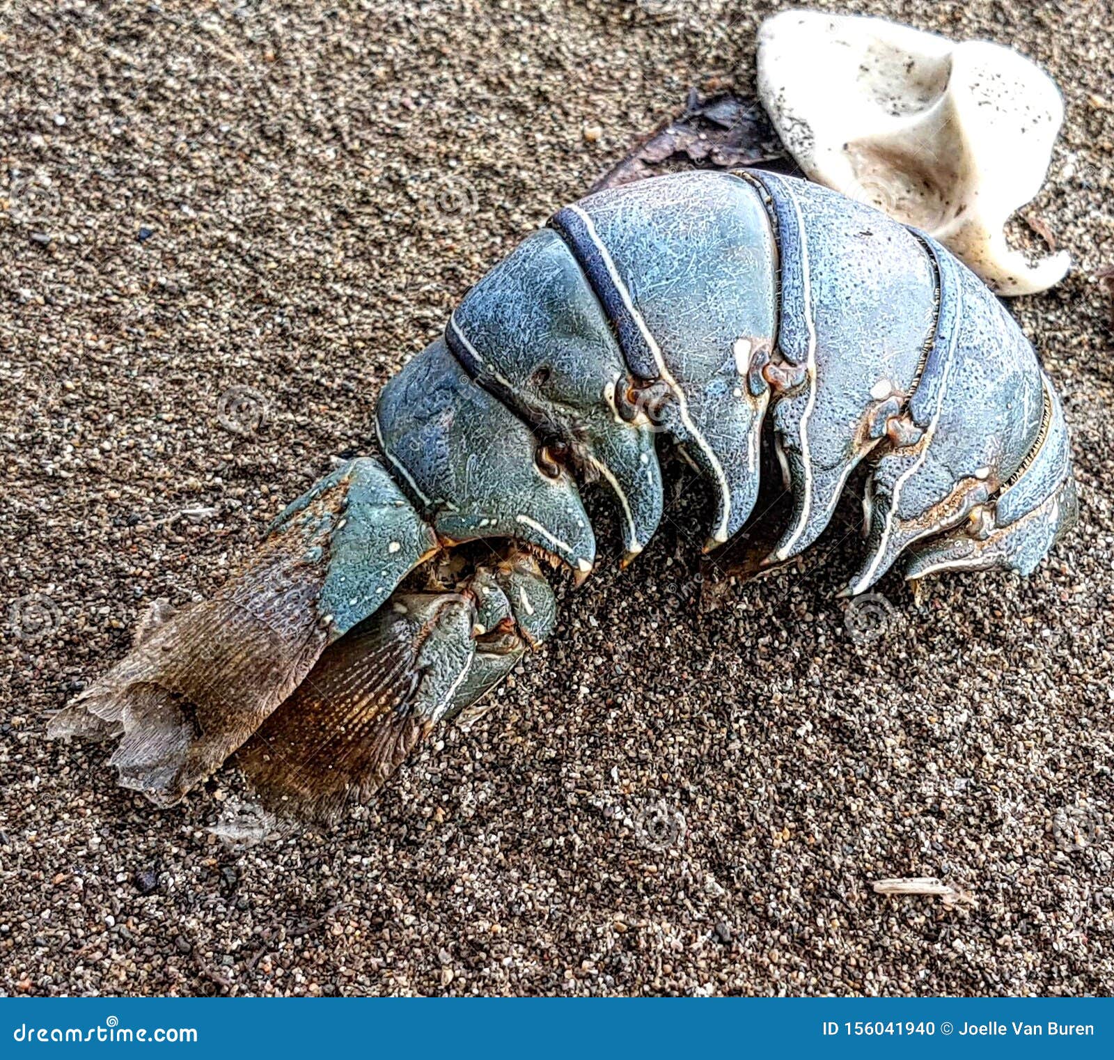 Lonely Shell from a Blue Lobster Stock Photo - Image of shell, blue ...