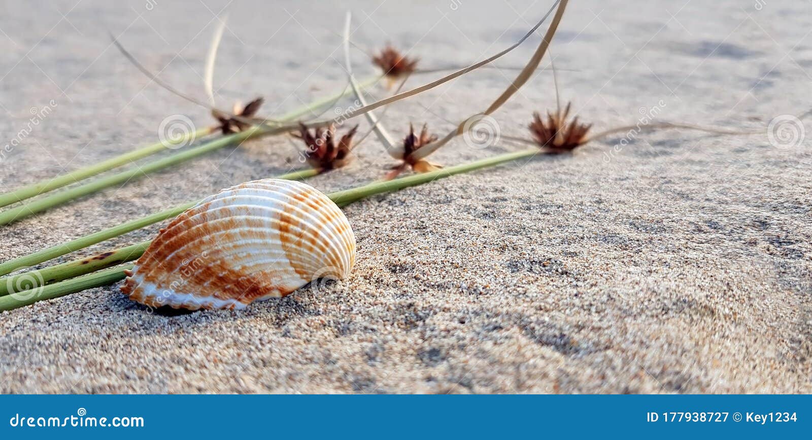 Shell with Flowers on the Beach. Stock Image - Image of beautiful ...
