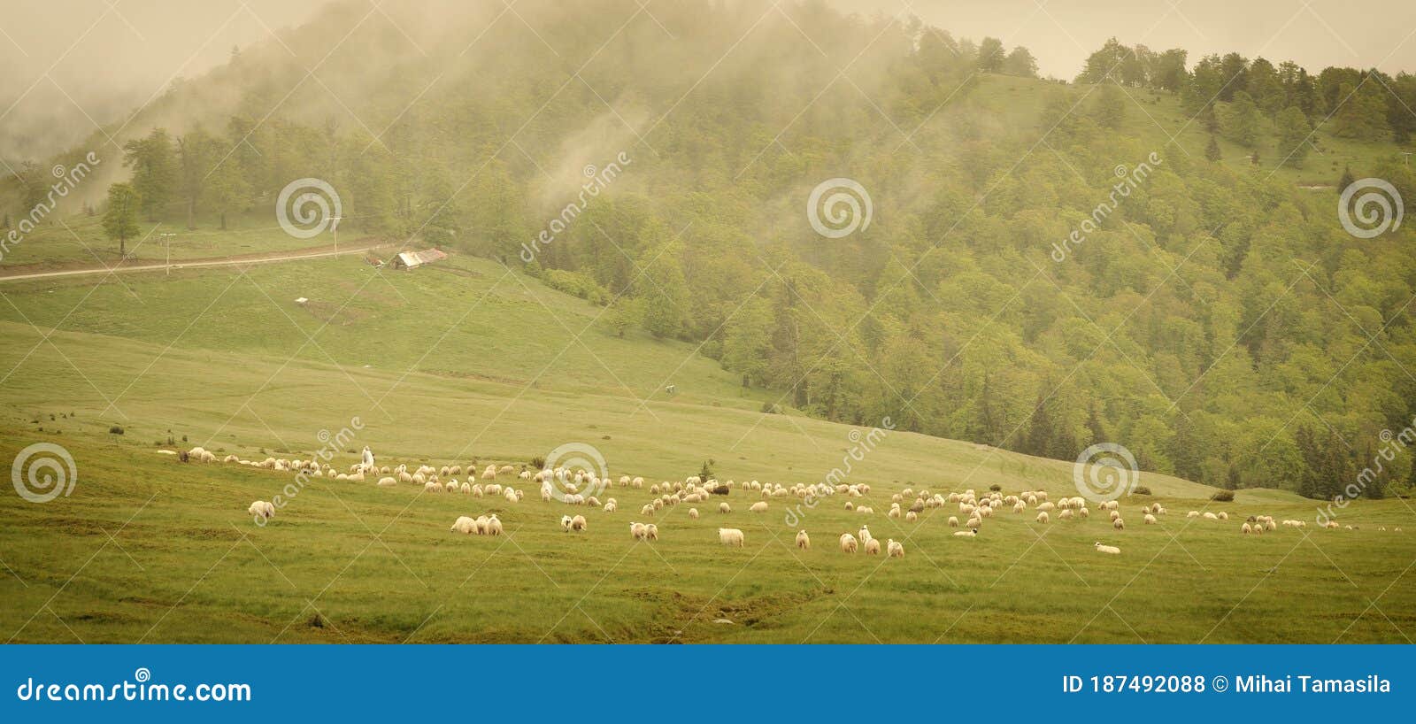 Lonely Shepherd Watching Over the Sheep in High Mountains Stock Photo ...