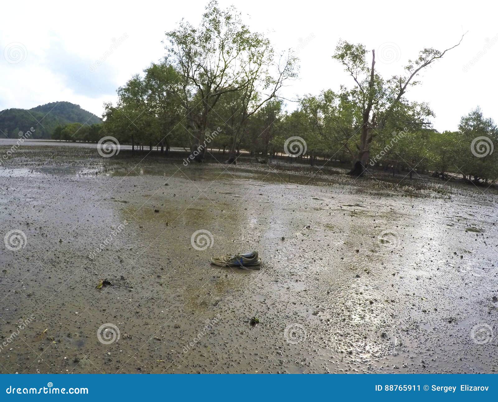 Lonely shoe in the swamp stock image. Image of island - 88765911