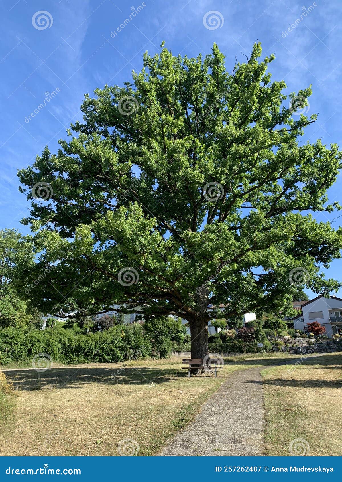 Lonely Shop Under a Sprawling Large Tree. Front View Stock Image ...