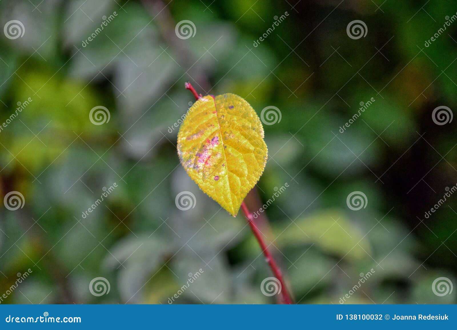 Lonely Single Delicate Autumn Leaf on a Natural Background Stock Photo ...