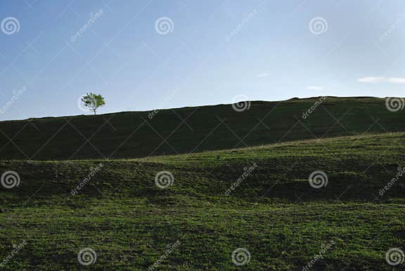 LONELY SINGLE TREE in the FIELD Stock Image - Image of green, wither ...