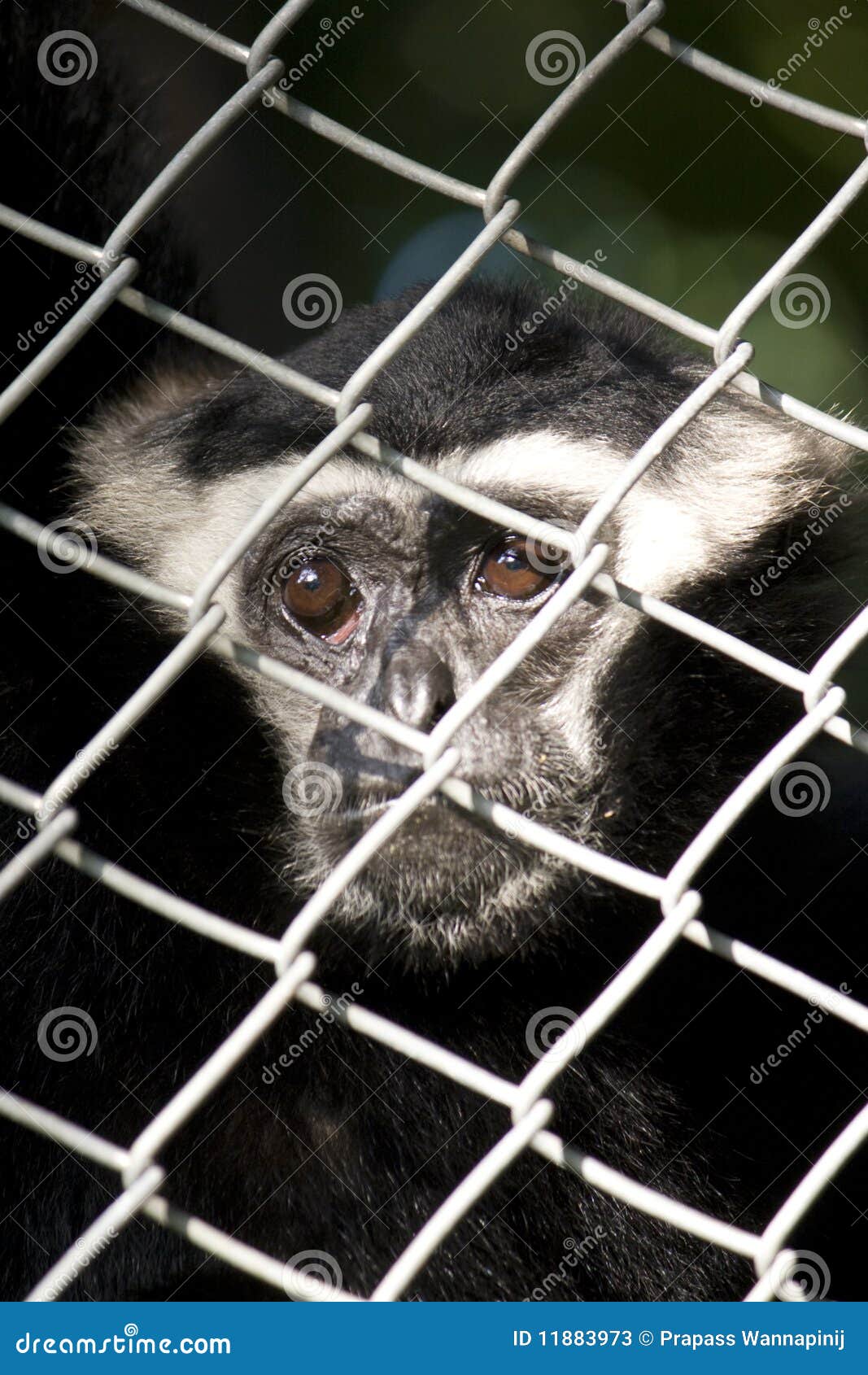 Lonely single young monkey stock image. Image of hairy - 11883973