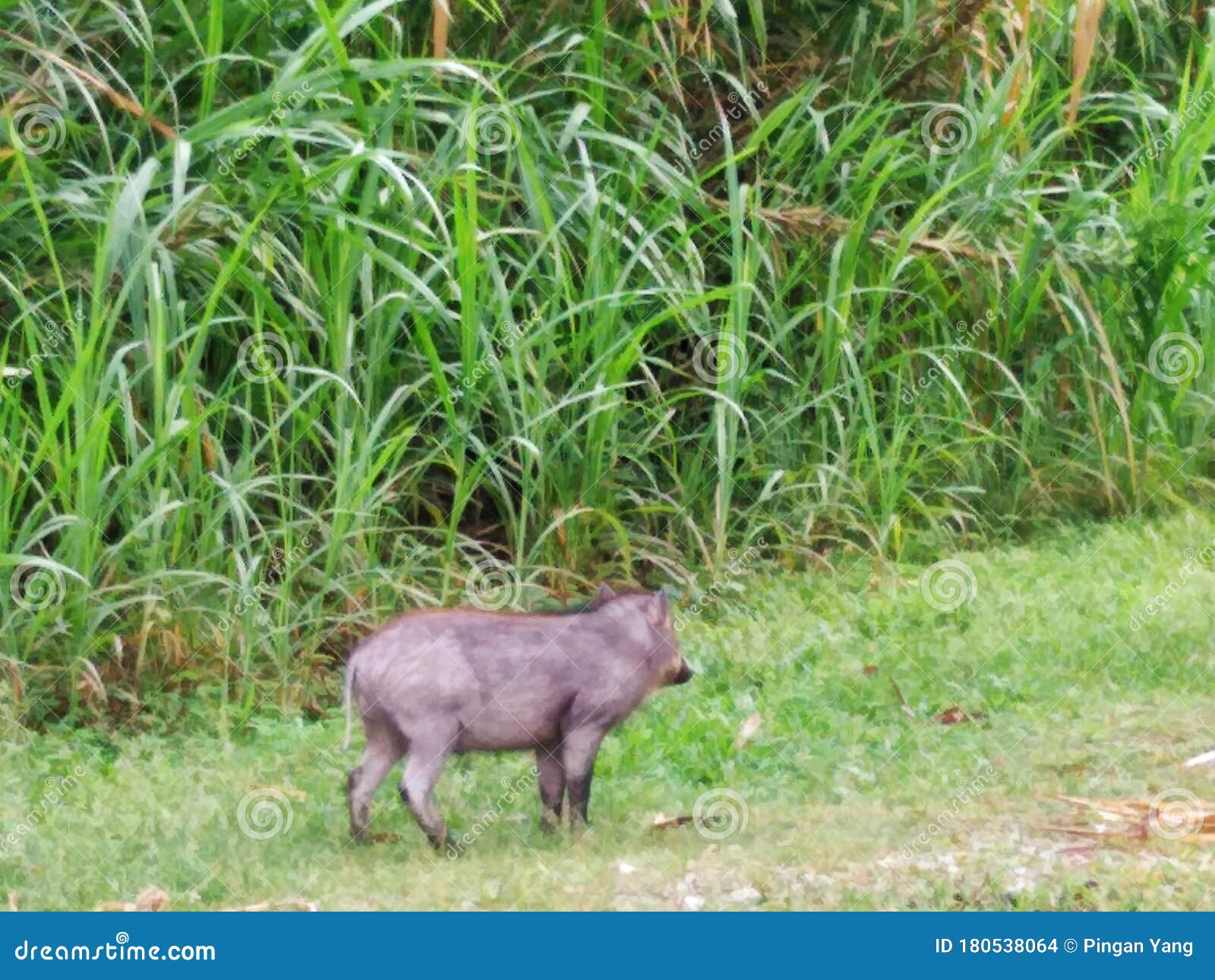 A Lonely Small Wild Boar in the Underbrush Stock Photo - Image of ...