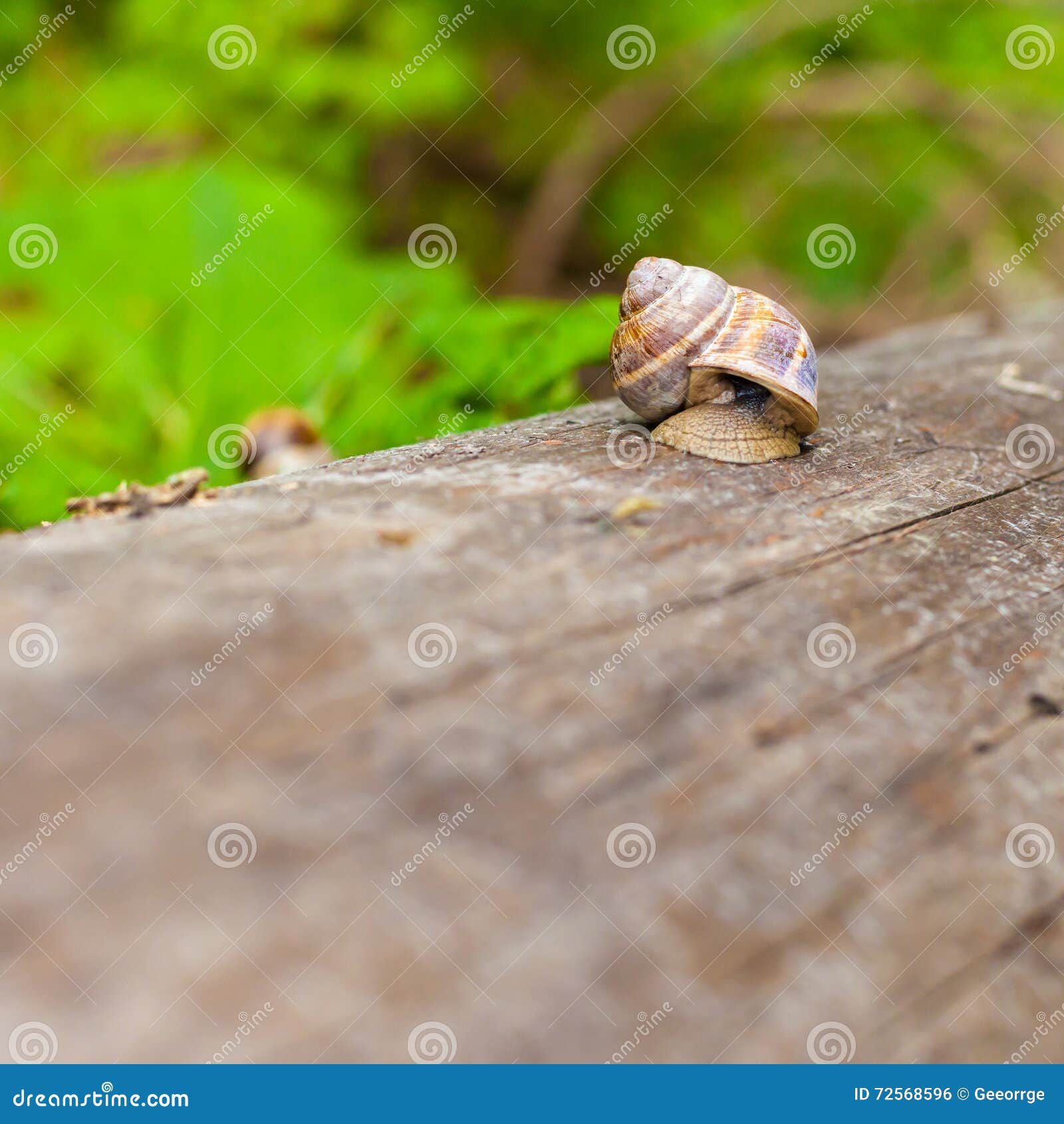 Lonely Snail on a Log in a Forest Stock Photo - Image of wood ...