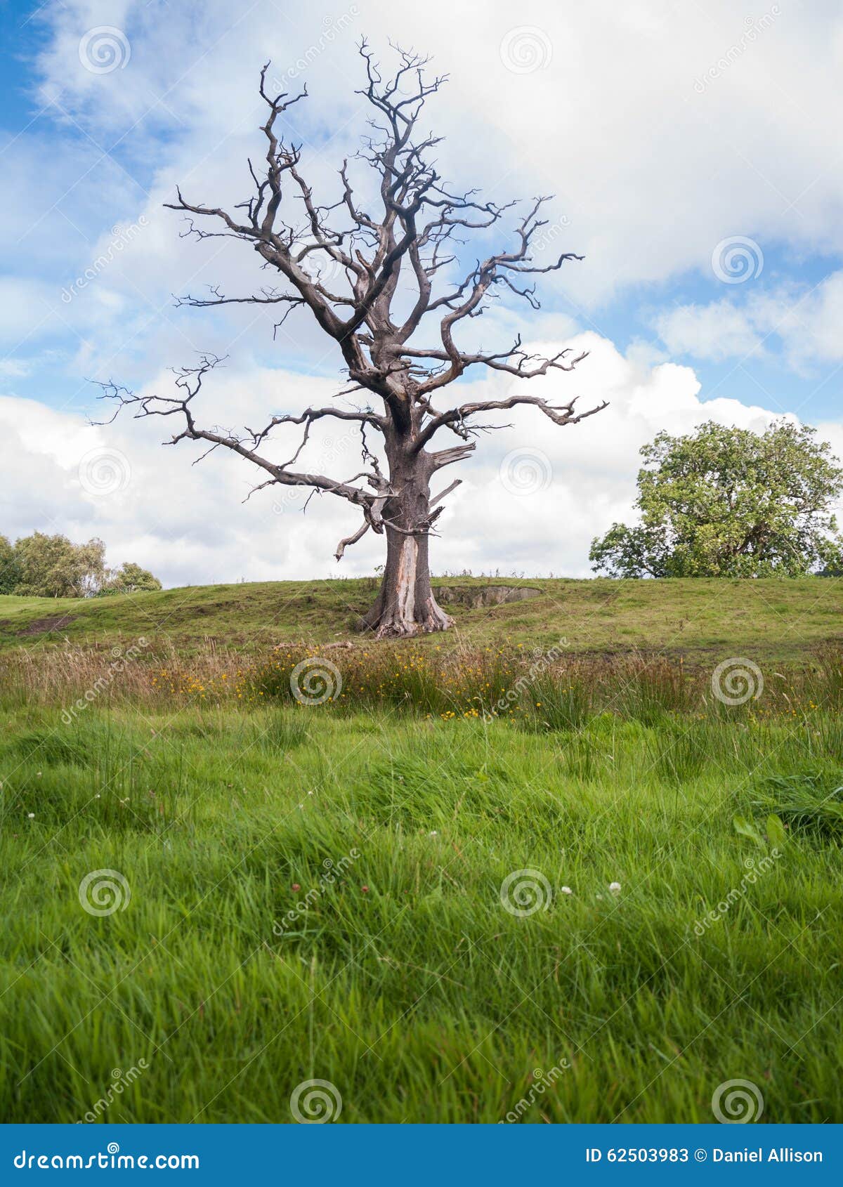 Lonely Spooky Dead Tree in a Green Grass Field Stock Image - Image of ...