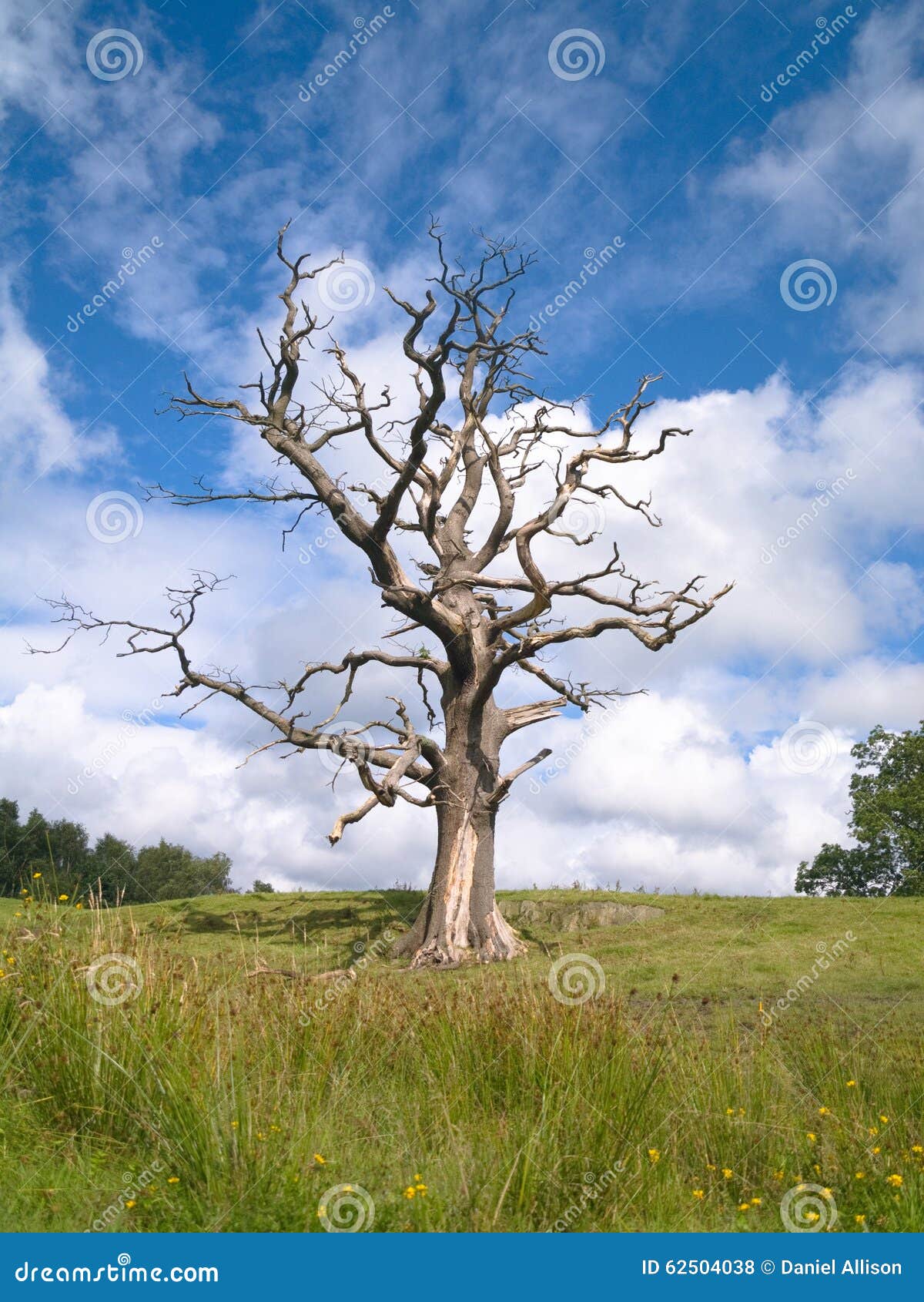 Lonely Spooky Dead Tree in a Green Grass Field Stock Photo - Image of ...