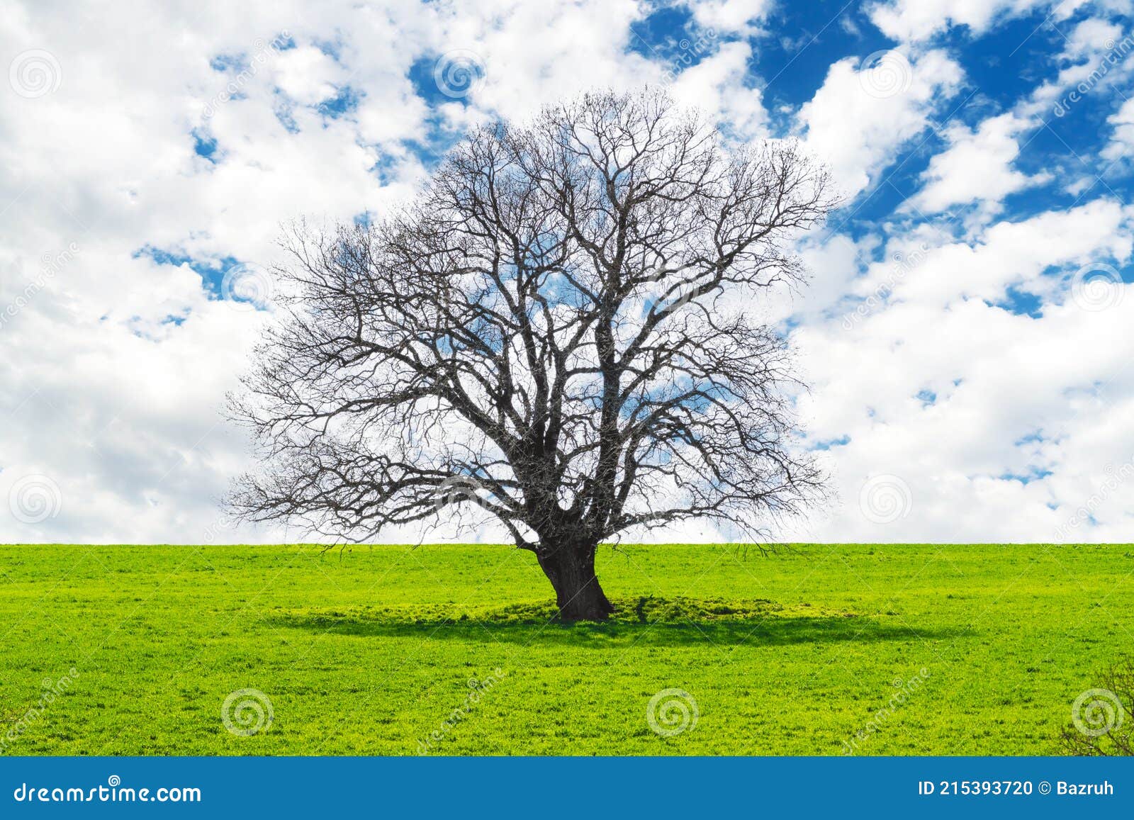 Lonely Spreading Tree in the Green Field Stock Photo - Image of spring ...