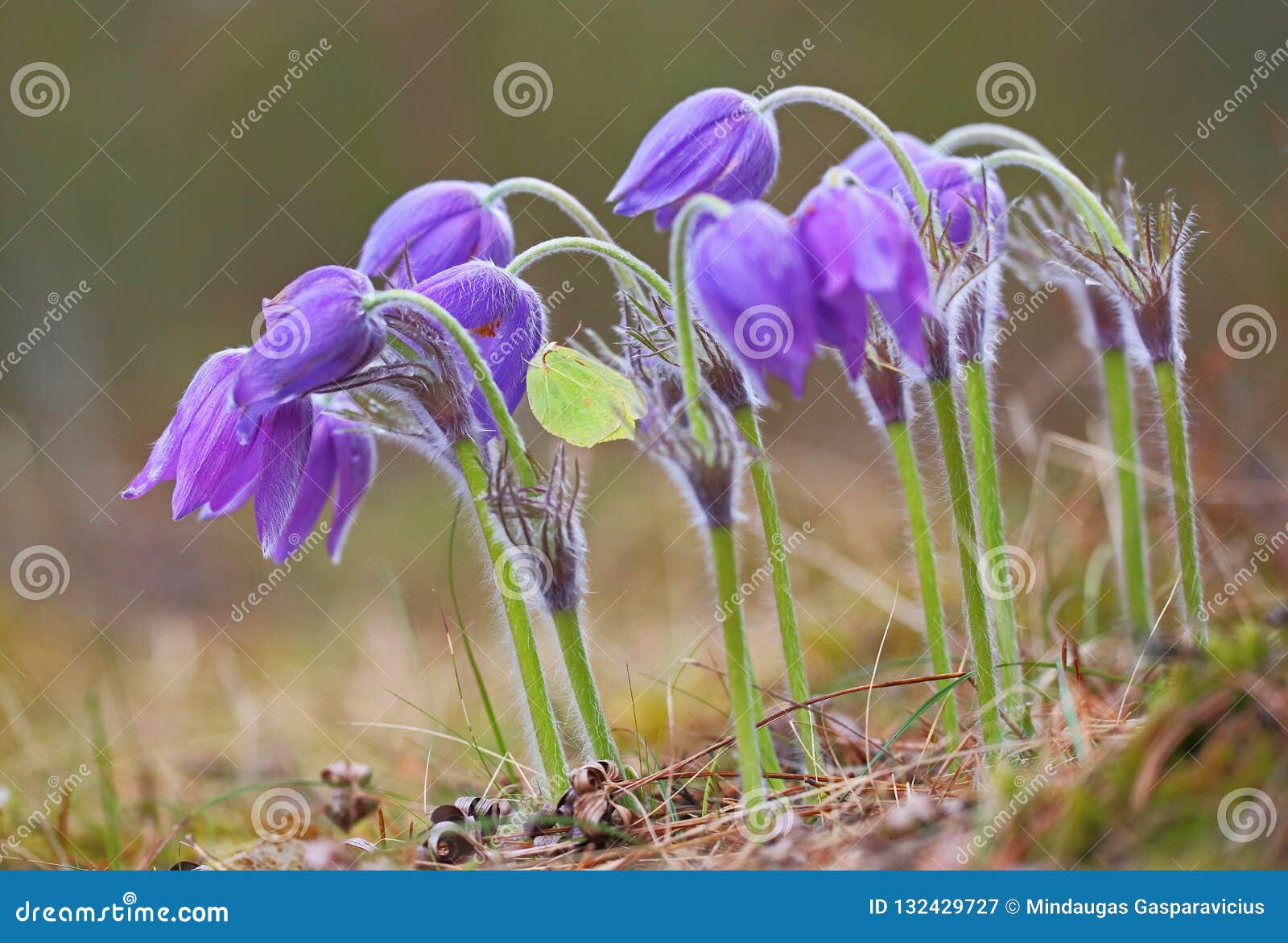 Lonely Spring Forest Pasqueflower Stock Image - Image of flower, forest ...