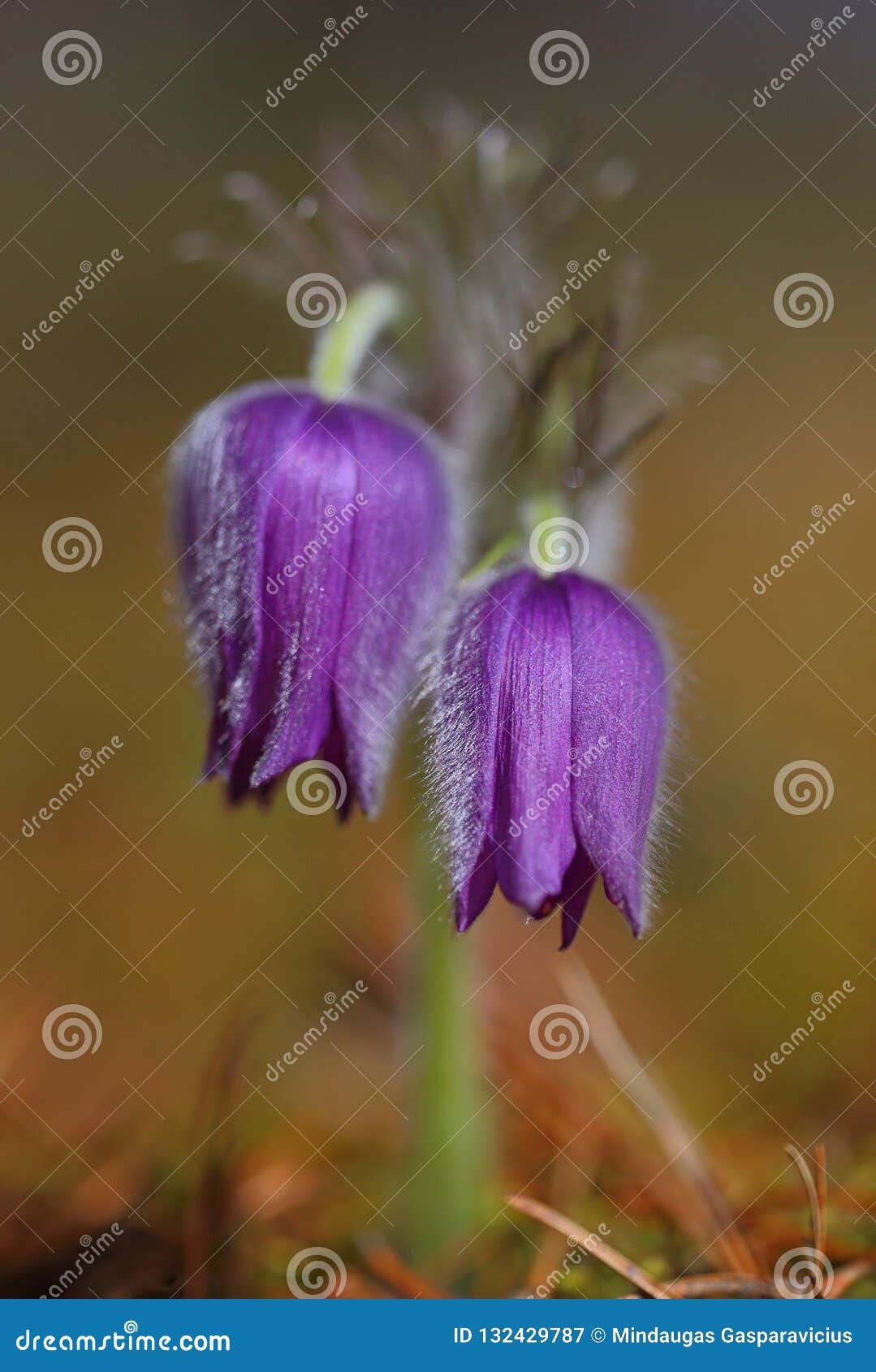 Lonely Spring Forest Pasqueflower Stock Image - Image of wildflower ...