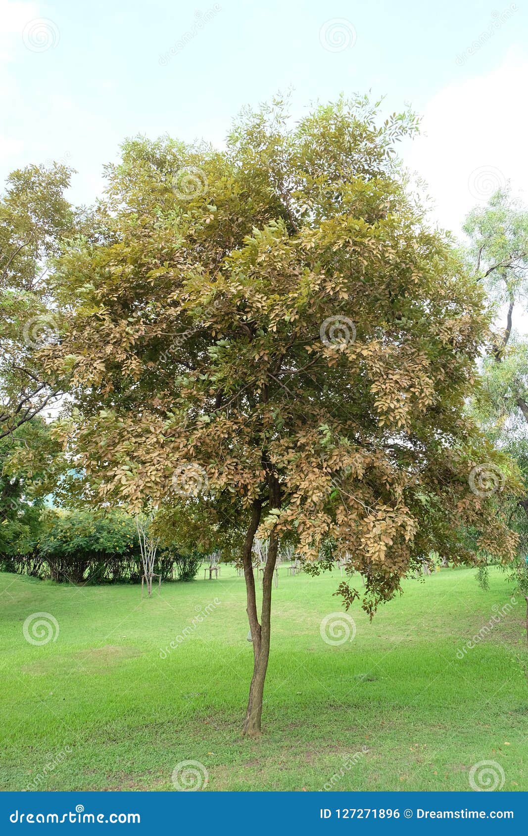 Lonely spring in the park stock photo. Image of park - 127271896