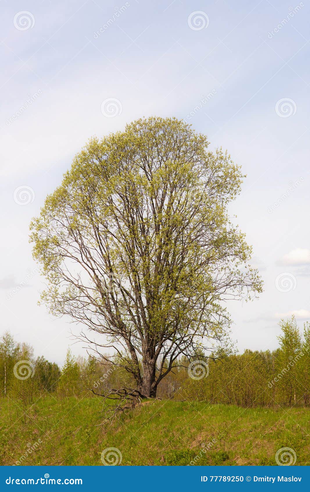 Lonely spring tree stock photo. Image of blue, loneliness - 77789250