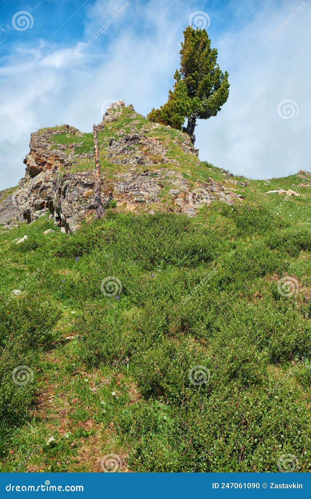 Lonely Stone Cliff with a Cedar Tree on the Top Stock Photo - Image of ...