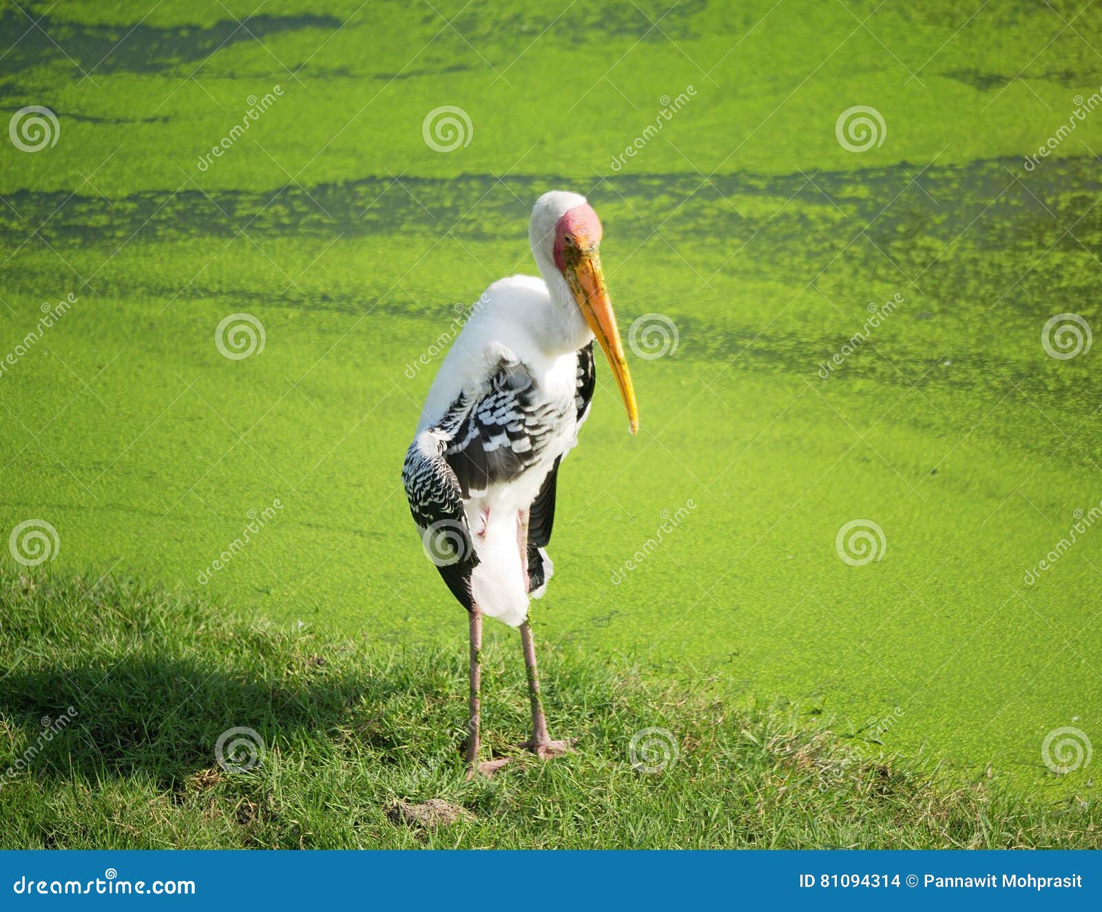 Lonely stork standing. stock photo. Image of summer, grass - 81094314