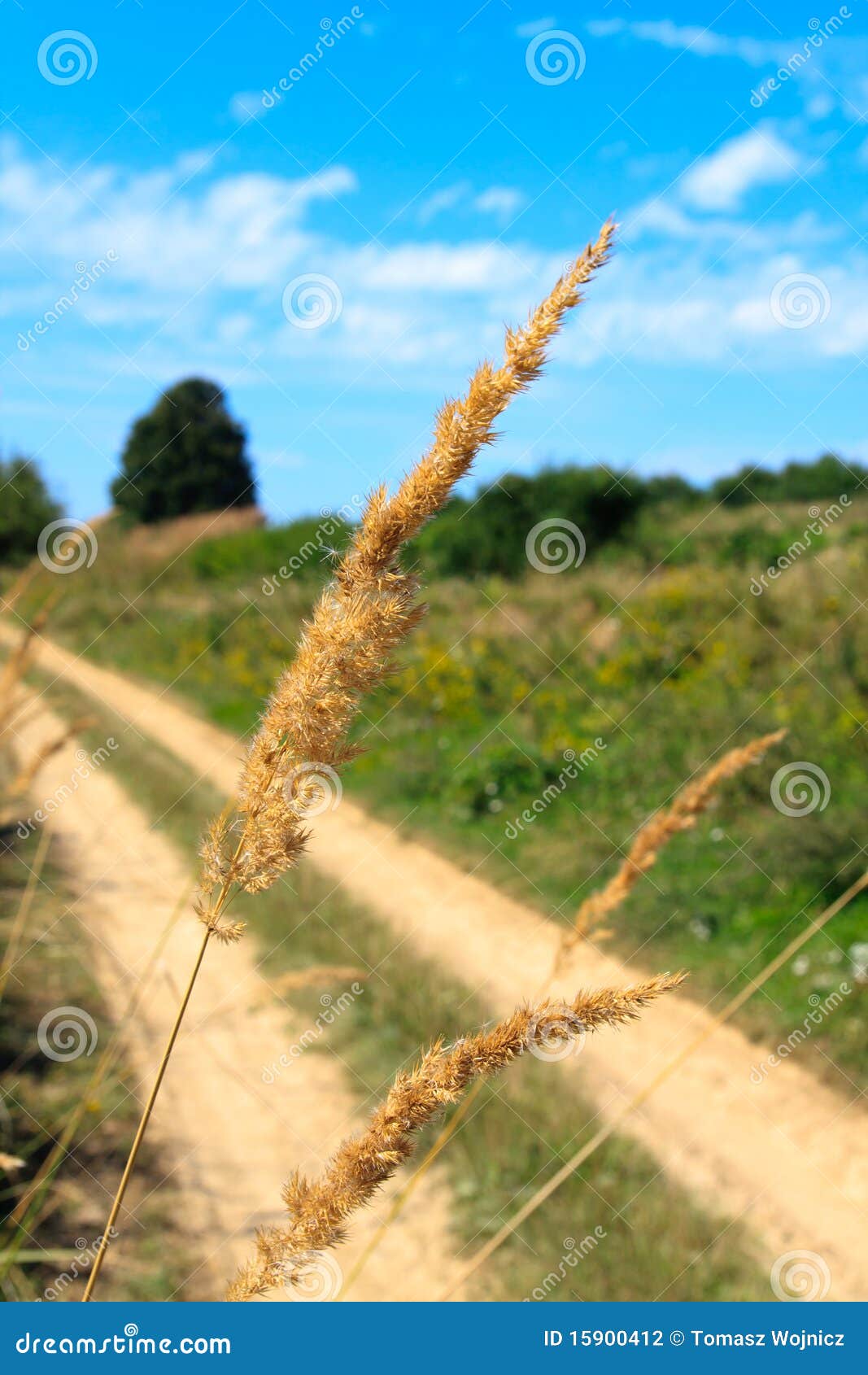 Lonely straw of reed stock photo. Image of background - 15900412