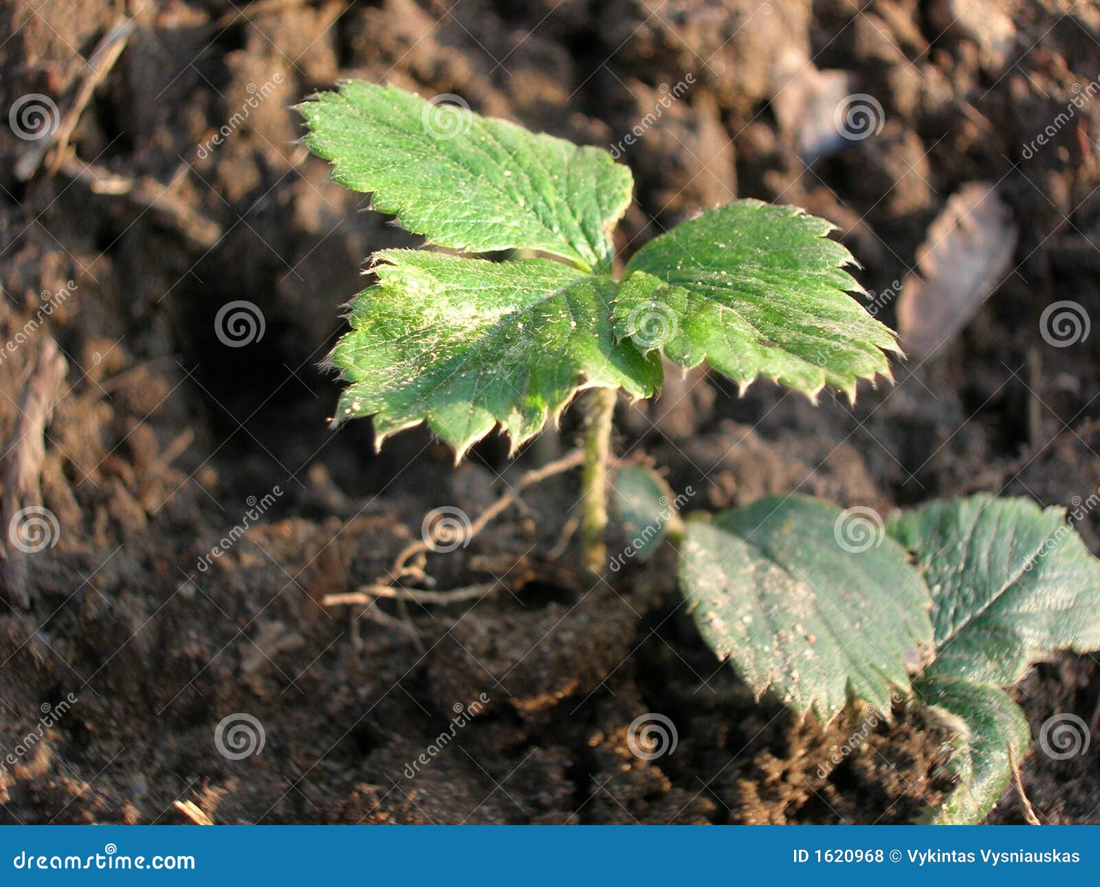 Strawberry Leaf With The Fungal Disease, Leaf Blight, Phomopsis ...