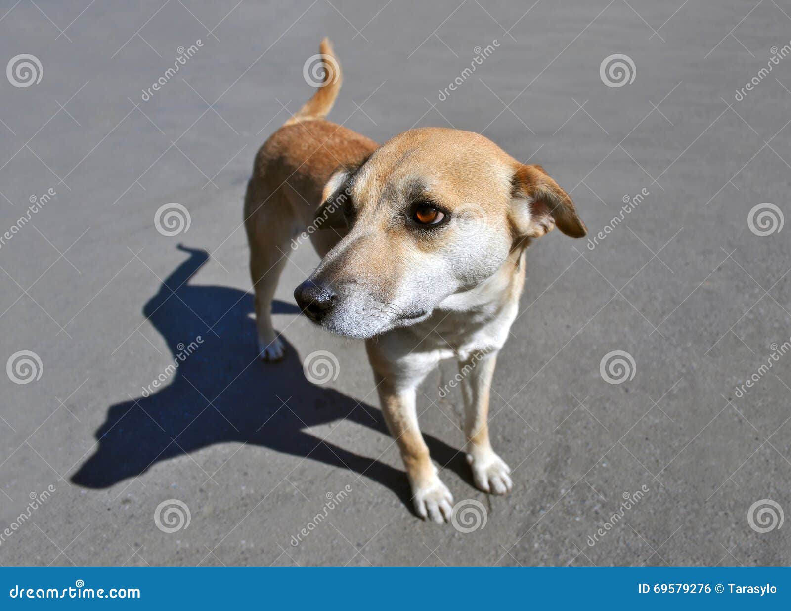 Lonely stray dog standing stock photo. Image of background - 69579276