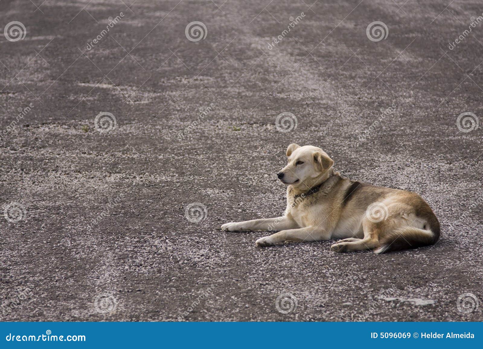 Lonely street dog stock image. Image of lonely, doggy - 5096069