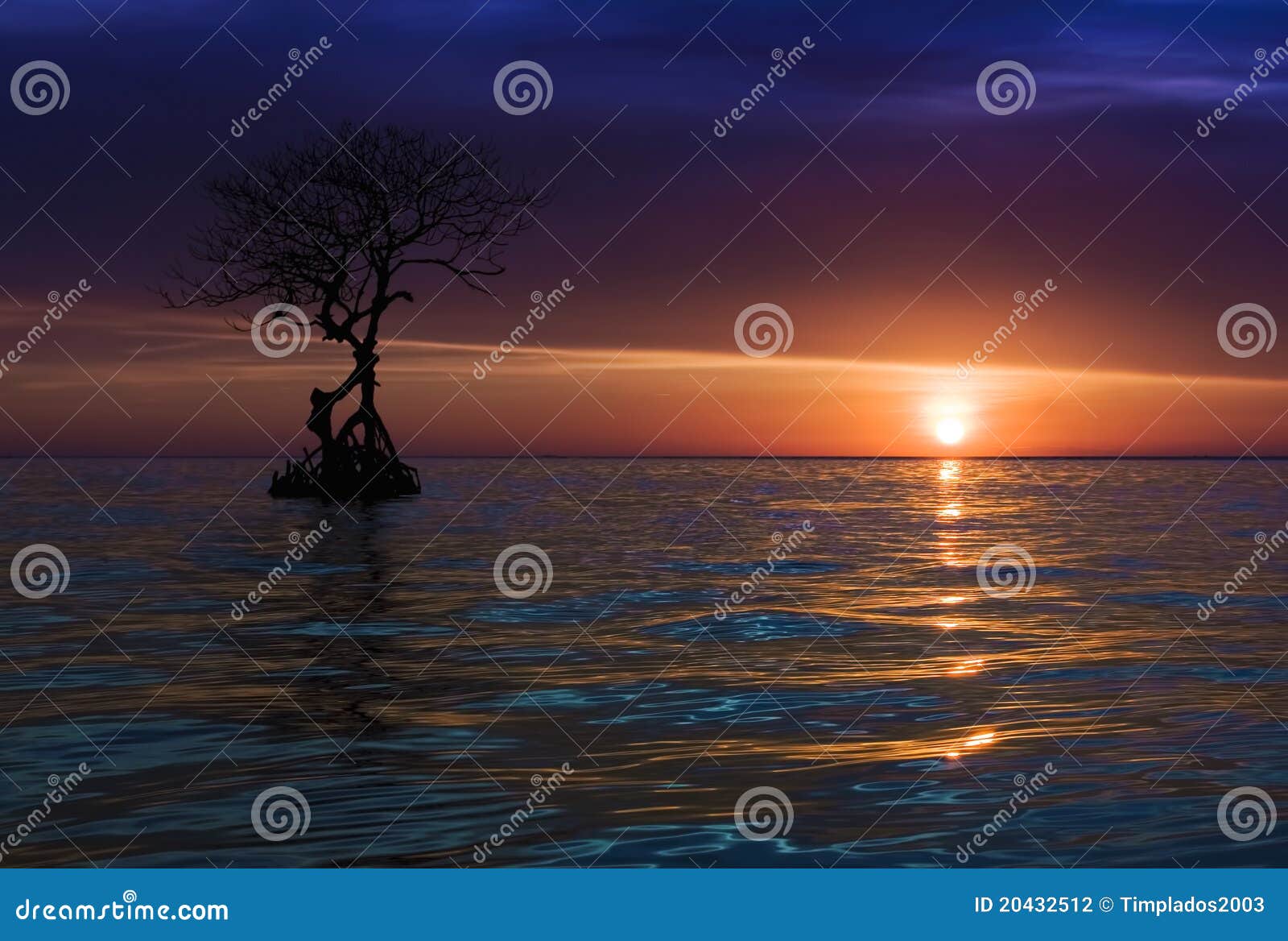 LONELY SUNSET stock photo. Image of mangroove, stand - 20432512