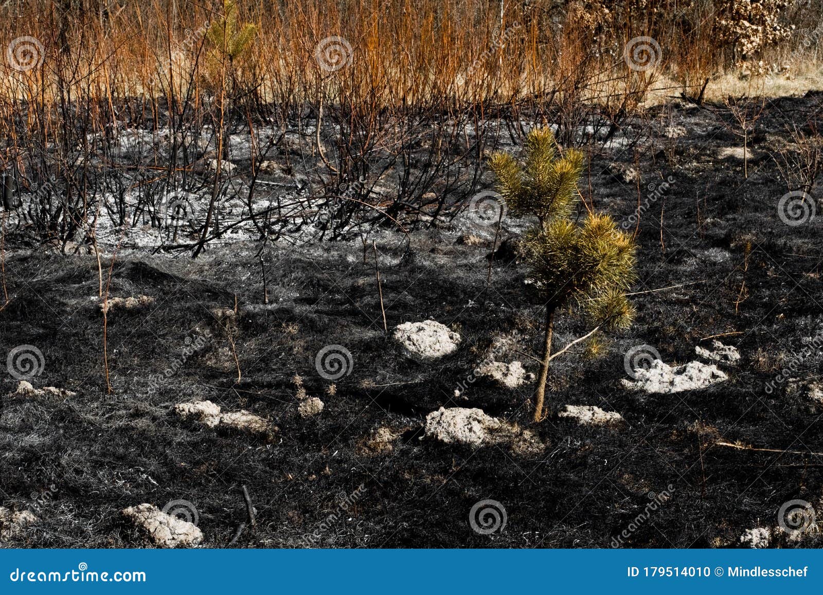 Lonely Surviving Pine Tree Surrounded by Charred Grass after a Spring ...