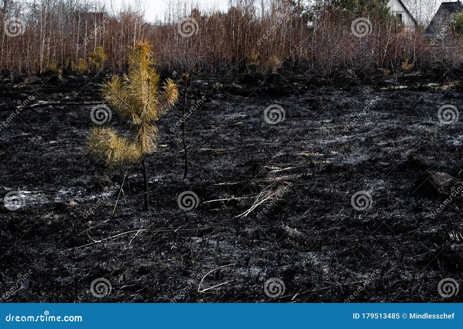 Consequences Of Arson Dry Grass. Aftermath Of Natural Disasters After A ...