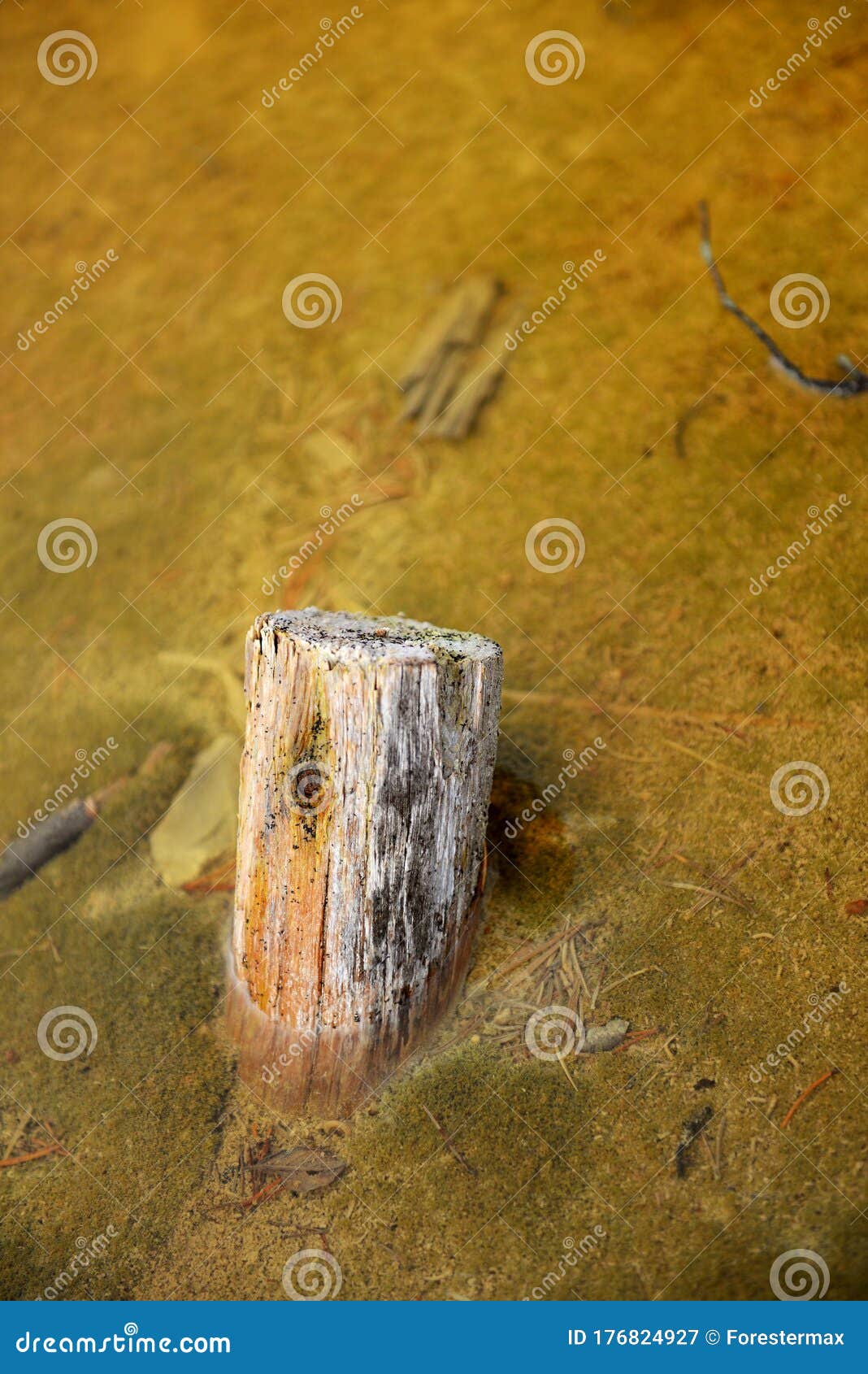 Lonely swamp stump stock image. Image of source, silt - 176824927