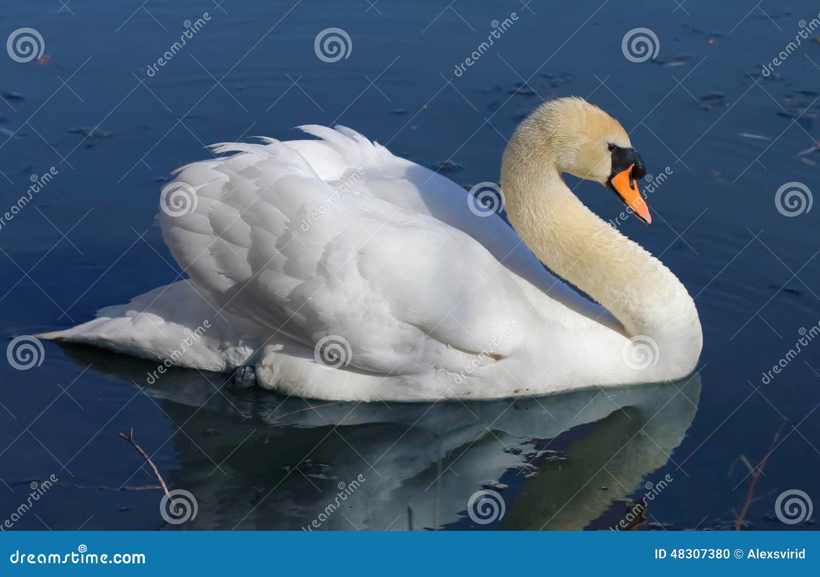 Lonely swan on lake stock photo. Image of graceful, outdoor - 48307380