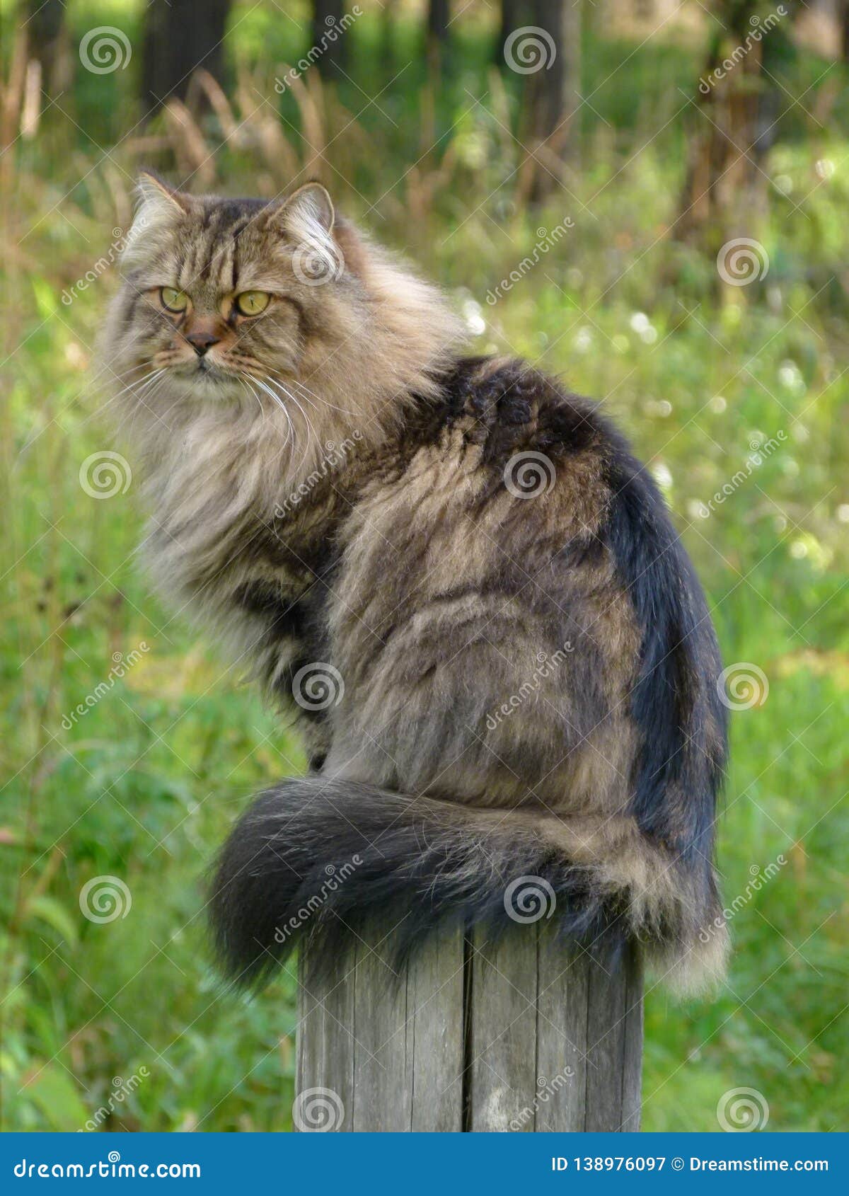 Thinking cat in nature stock image. Image of nature - 138976097