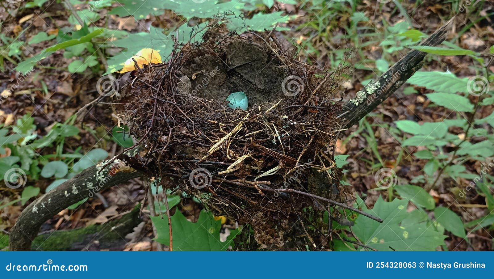 Lonely Thrush Nest. Blue Shell in an Abandoned Nest. Empty Nest with ...