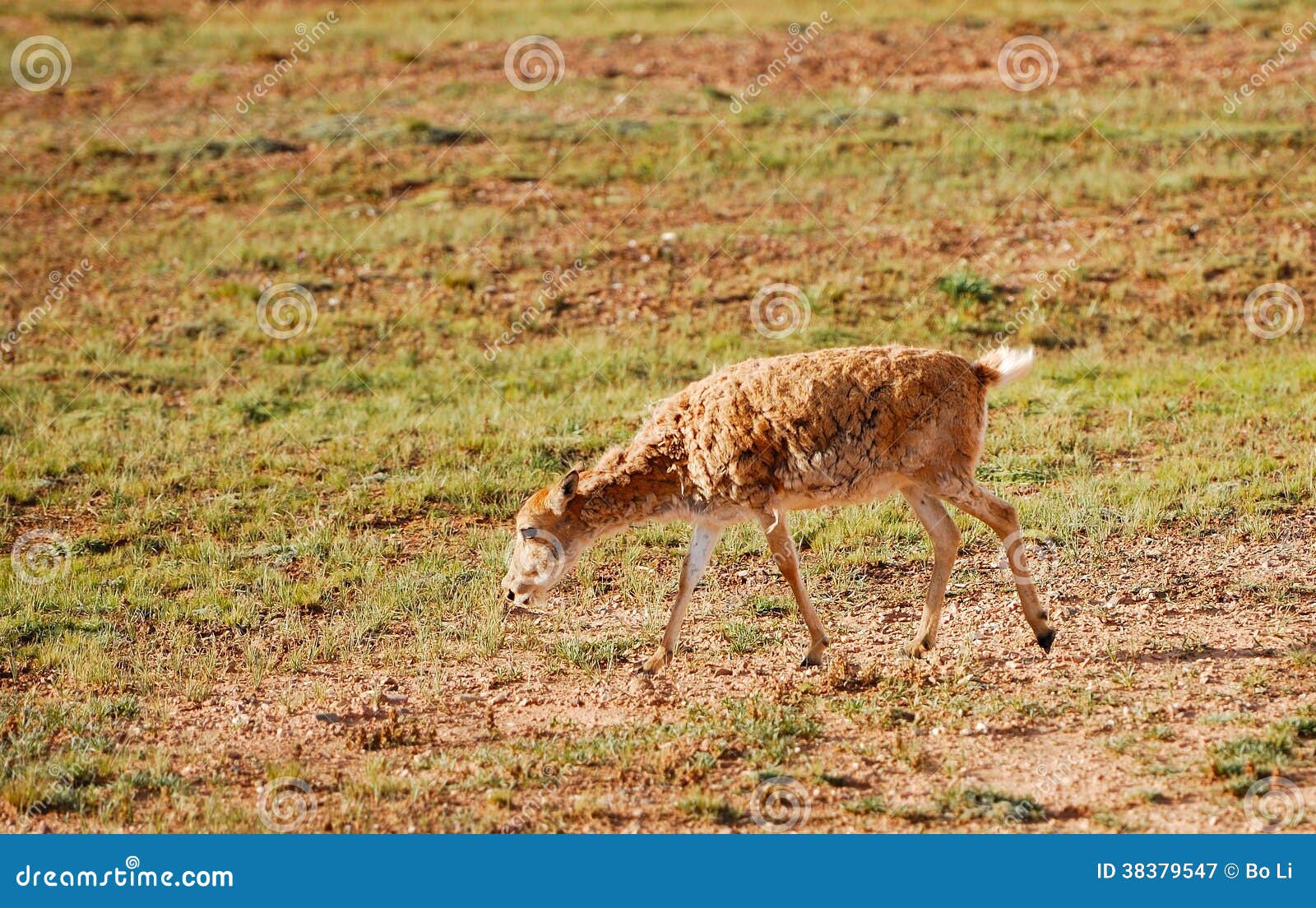 Lonely Tibetan Antelope stock image. Image of close, antelopes - 38379547