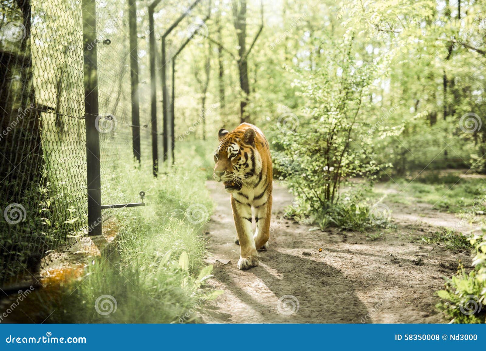 Lonely Tiger in Captivity Looking Past the Fences Stock Photo - Image ...