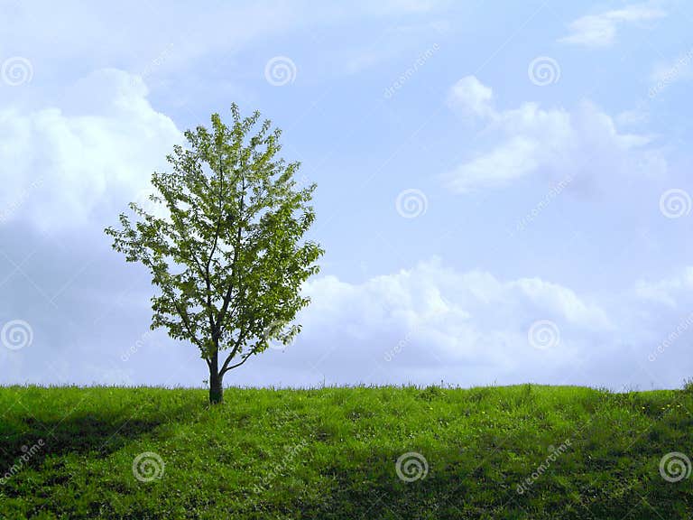 Lonely tree stock image. Image of cloud, green, blossom, nature - 4877