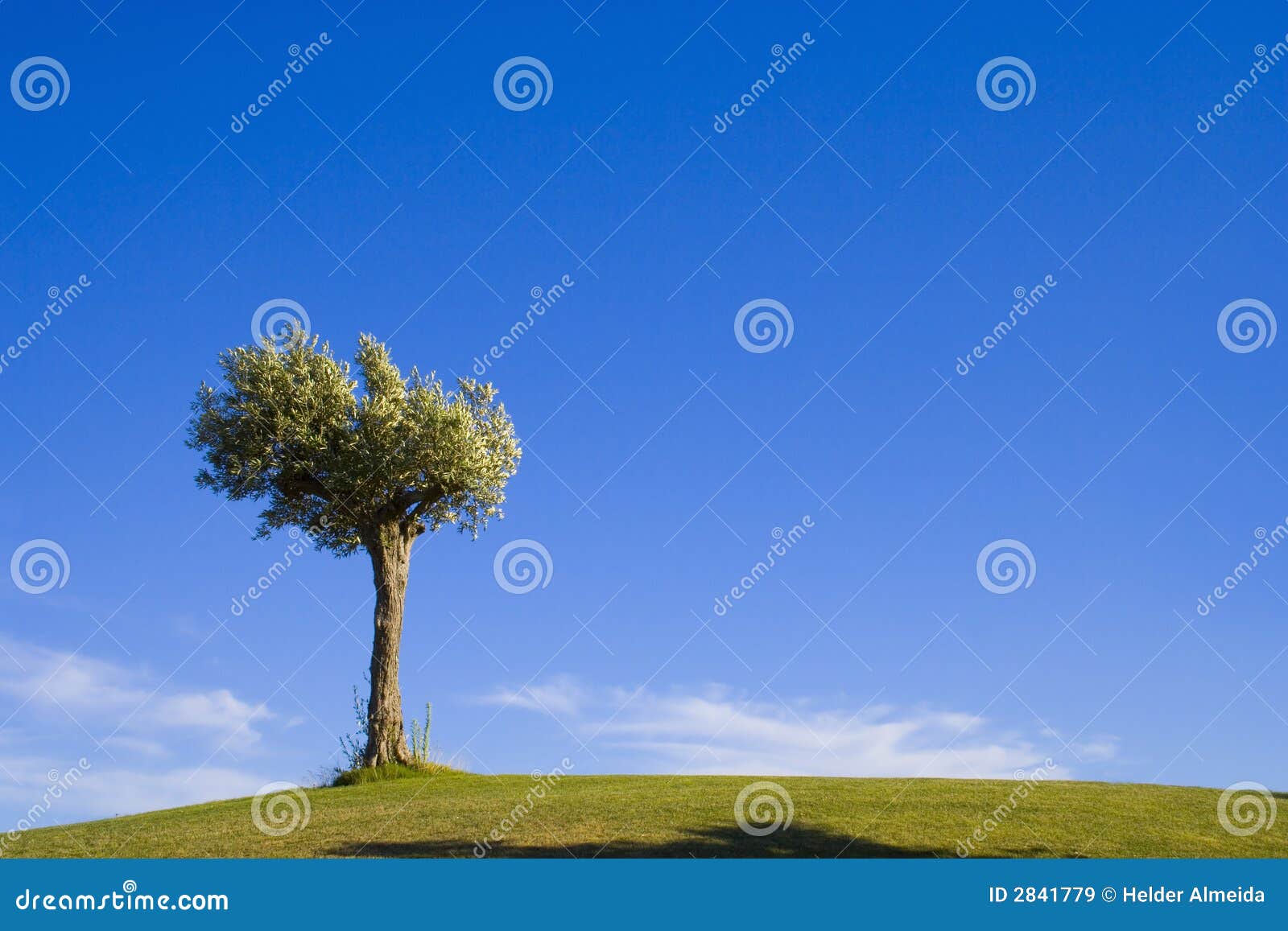 Lonely tree 10 stock image. Image of alone, traveling - 2841779