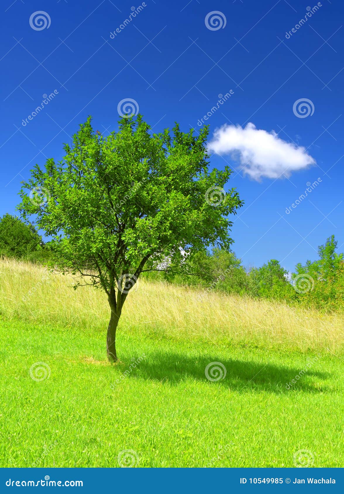 Lonely tree stock image. Image of meadow, alone, landscape - 10549985
