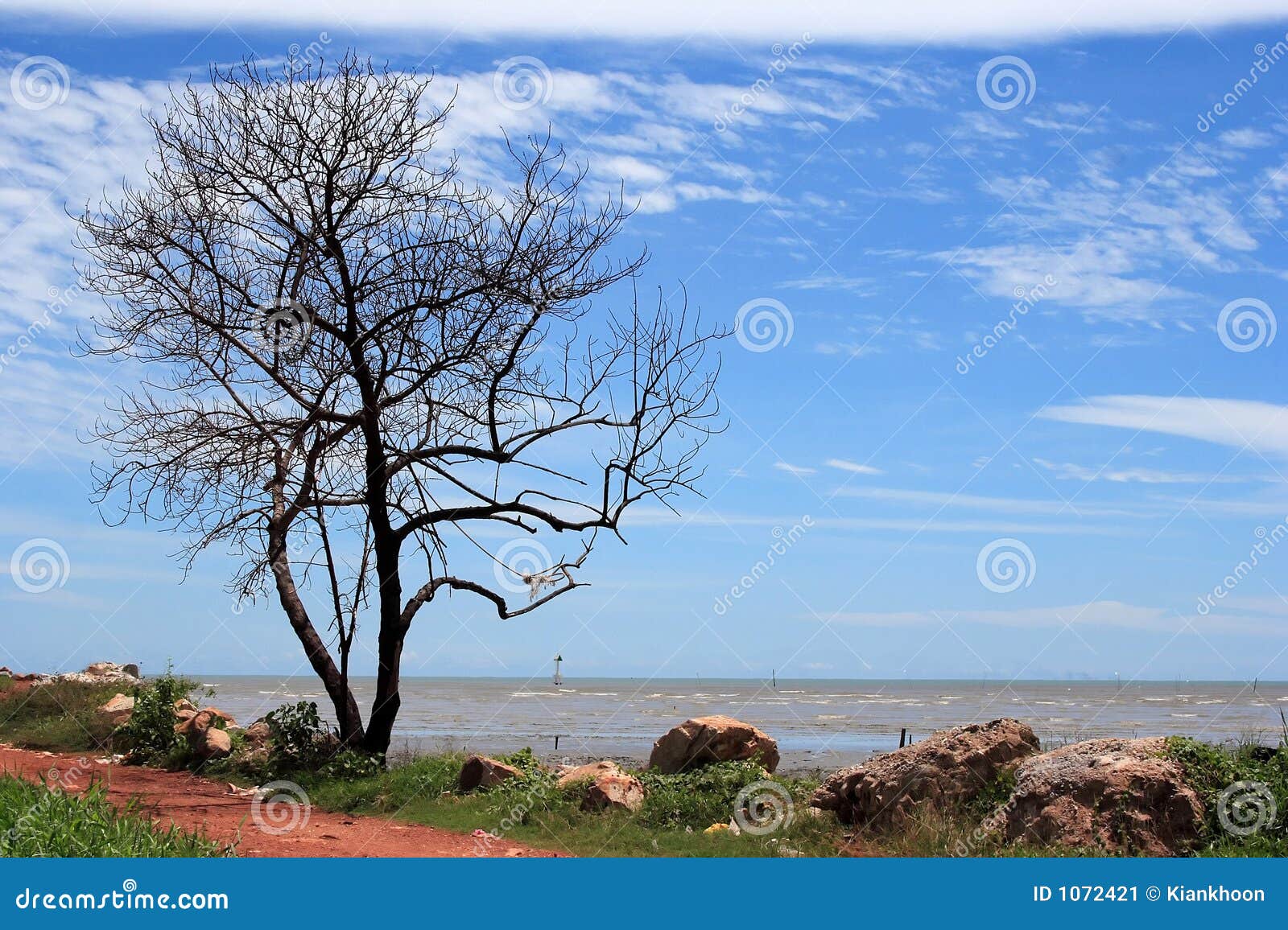 Lonely Tree stock image. Image of interesting, heavens - 1072421